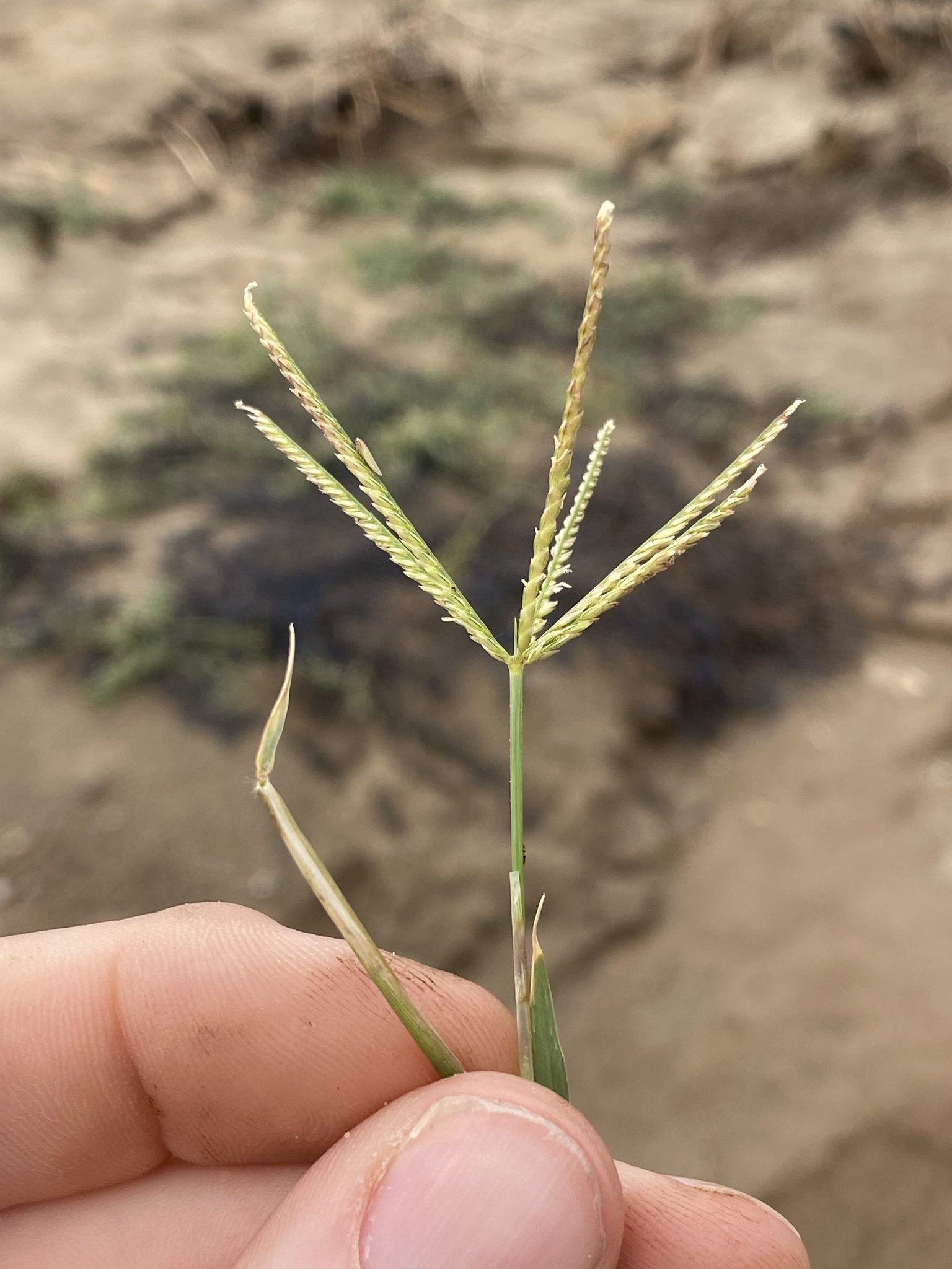 Cynodon dactylon (L.) Pers.