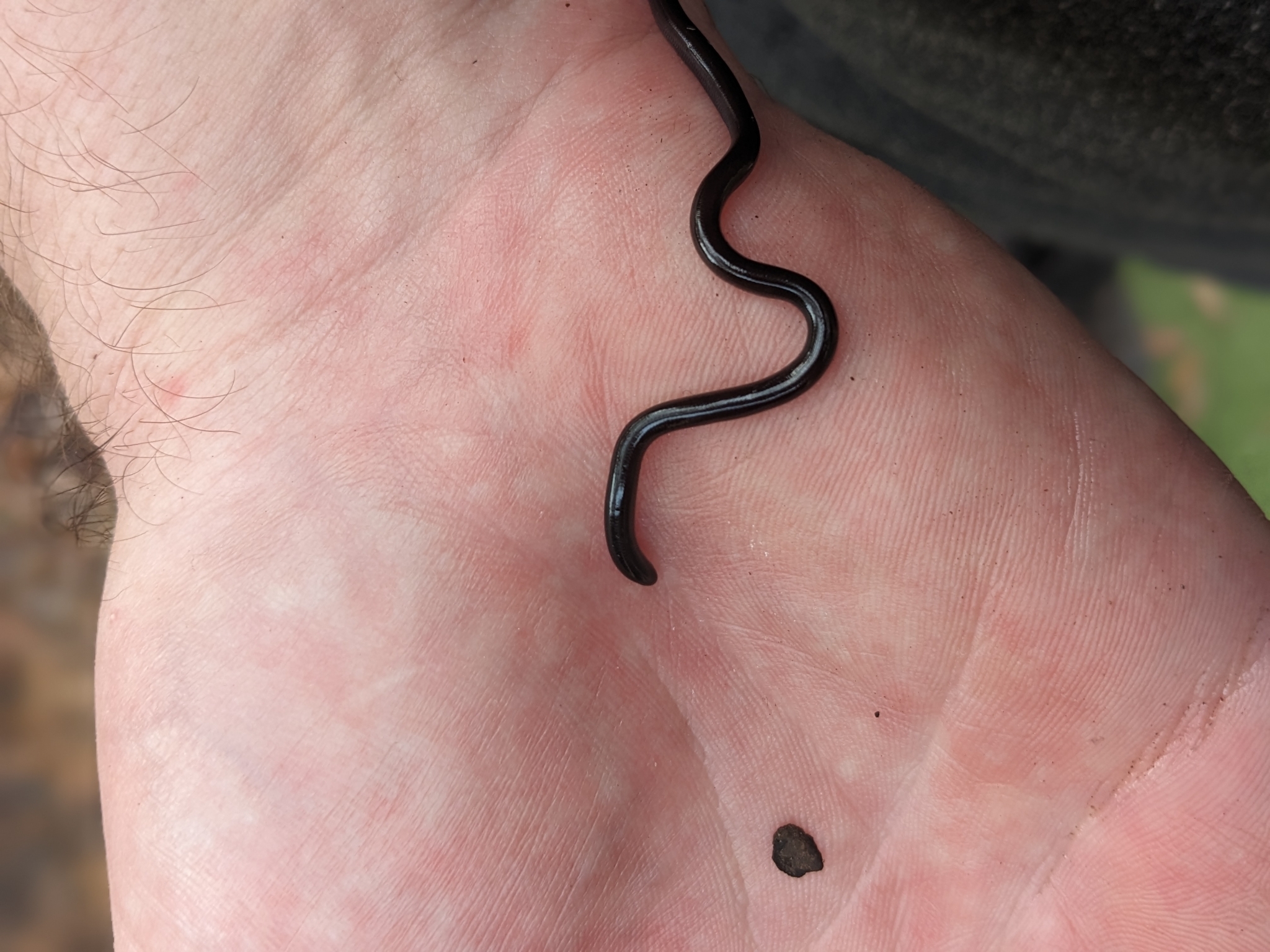 Indotyphlops Hedges, Marion, Lipp, Marin & Vidal, 2014-17