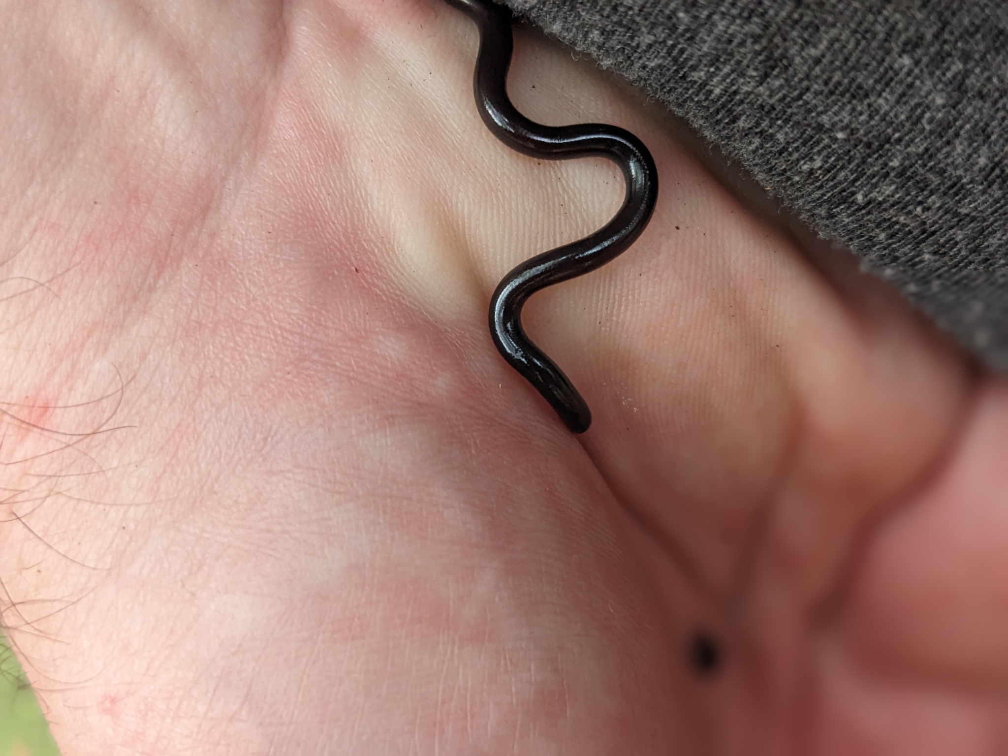 Indotyphlops Hedges, Marion, Lipp, Marin & Vidal, 2014-17