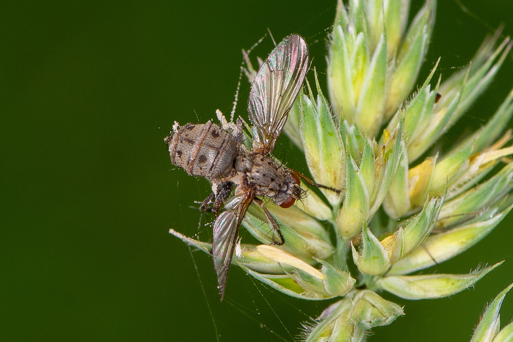 Tiger Flies from Arnborg, 7400 Herning, Danmark on June 23, 2021 at 01: ...