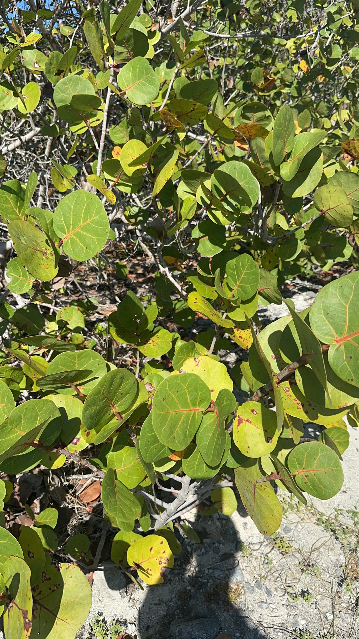 Coccoloba uvifera (L.) L.