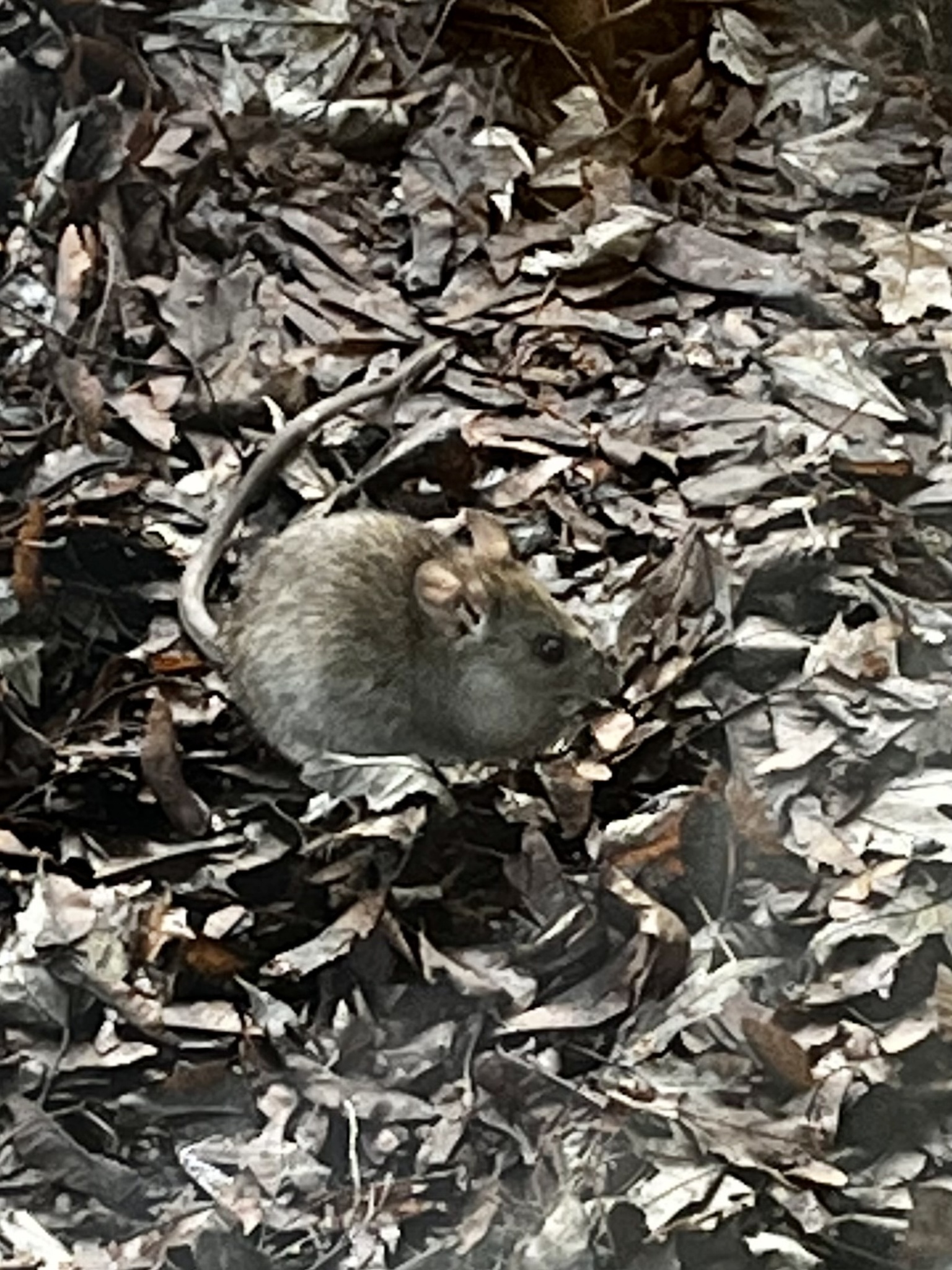 Rattus rattus (Linnaeus, 1758)