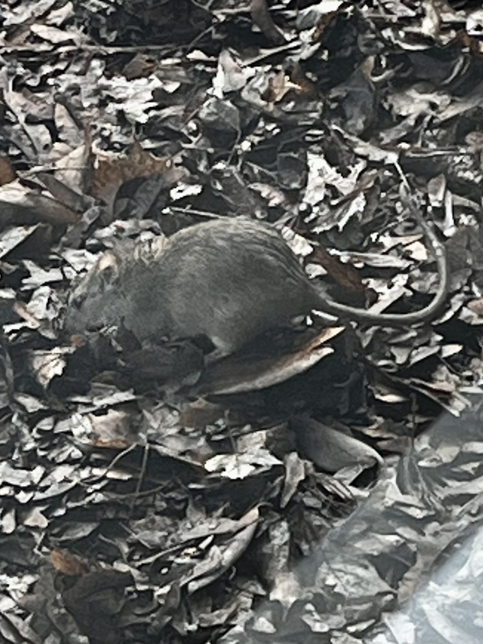 Rattus rattus (Linnaeus, 1758)