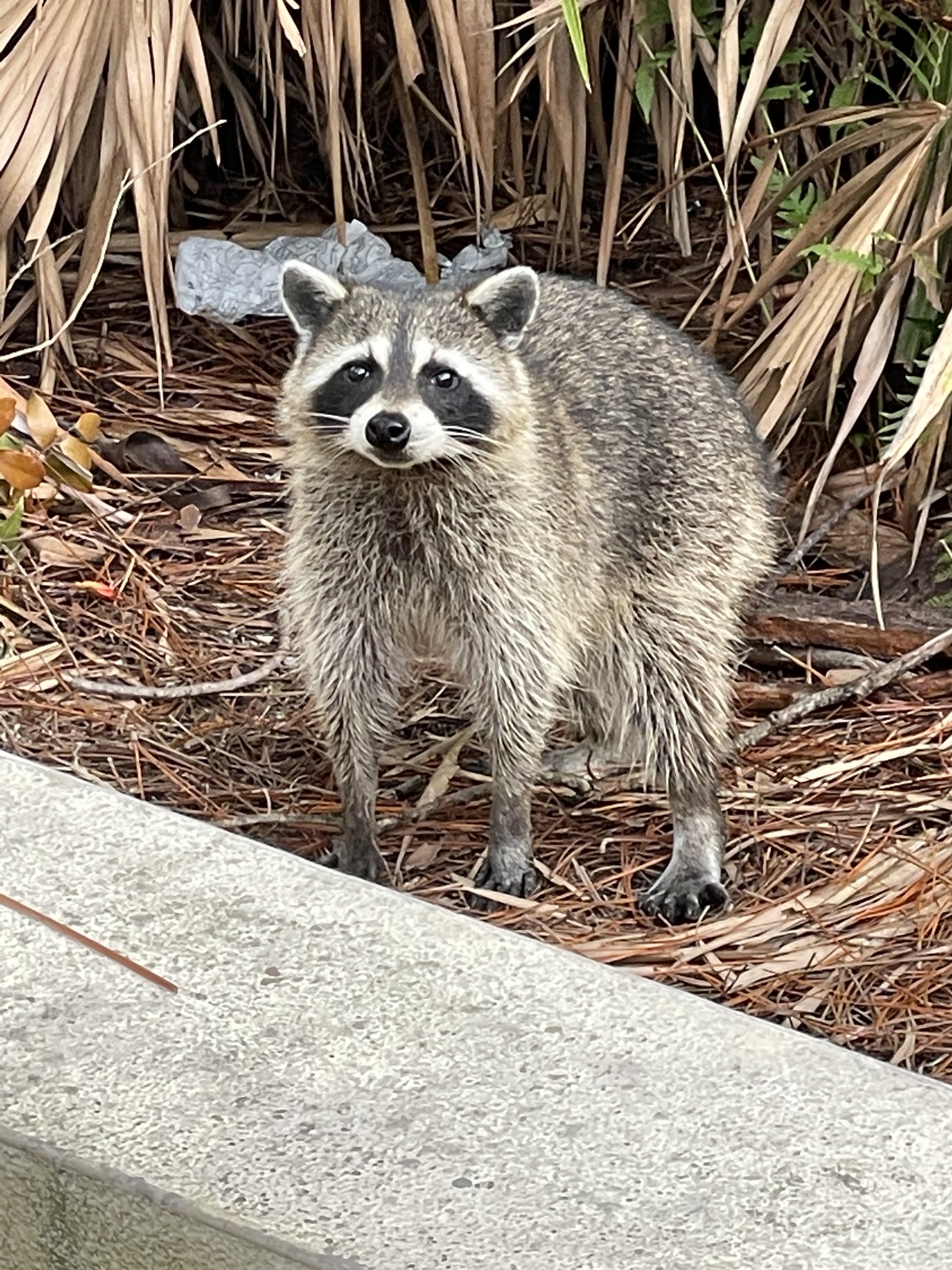 Procyon lotor (Linnaeus, 1758)