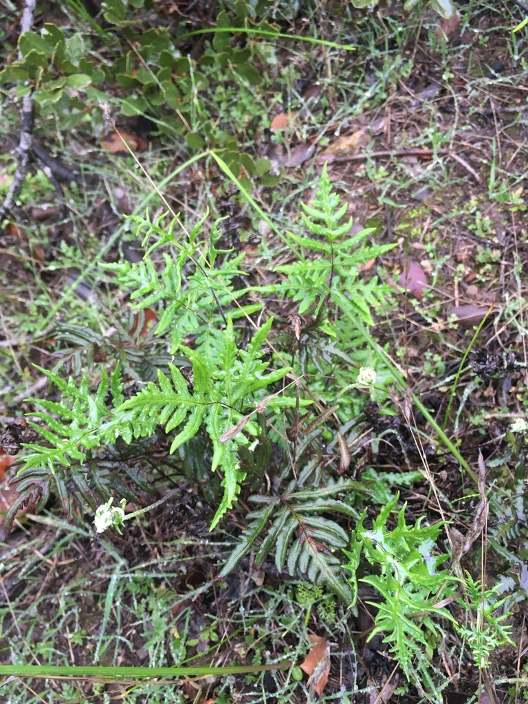 Sticky goldback fern from Santa Cruz Island Reserve, Channel Islands ...
