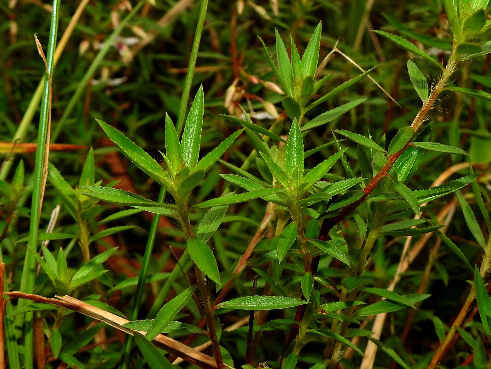 Ochnaceae
