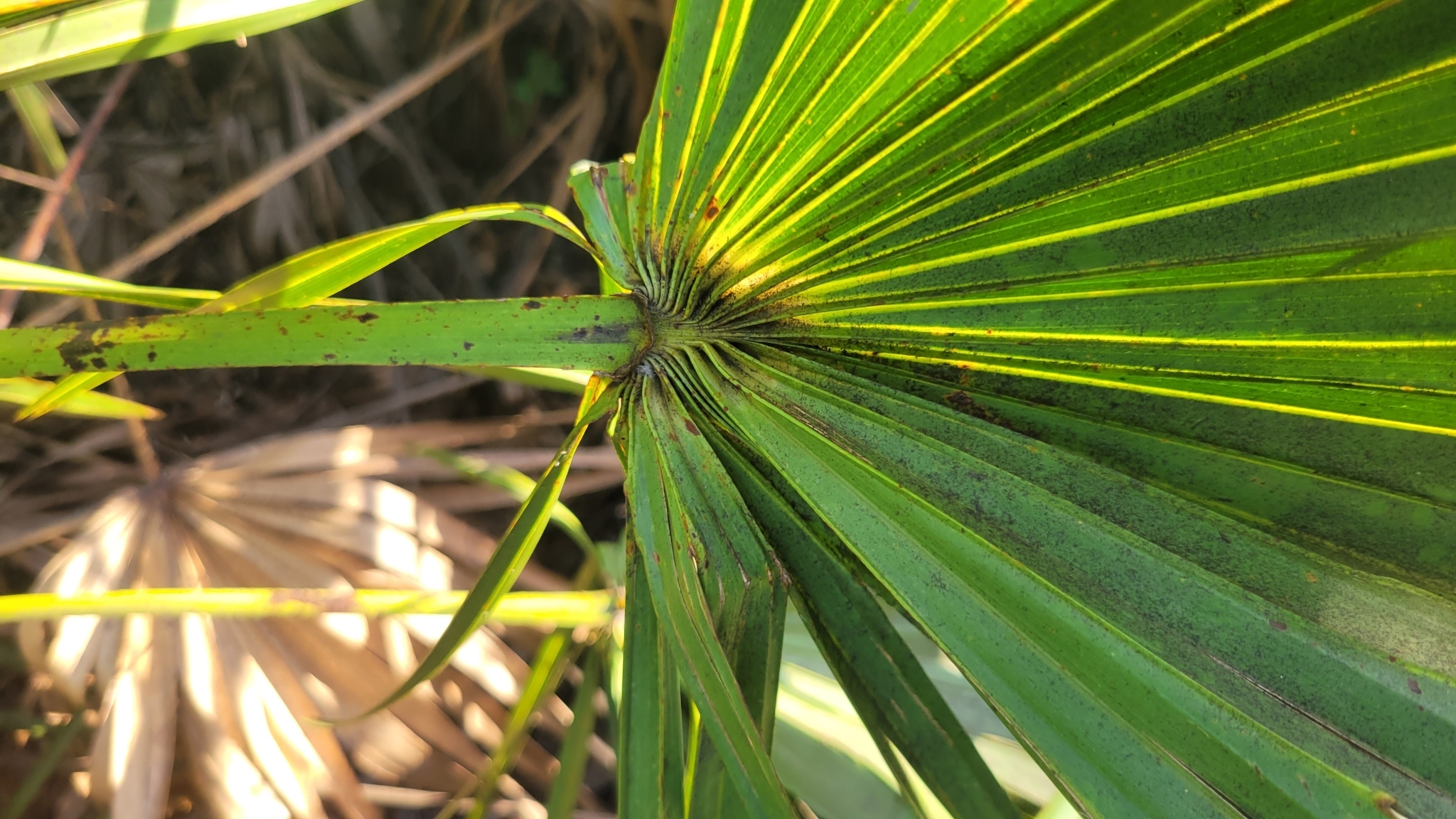Arecaceae