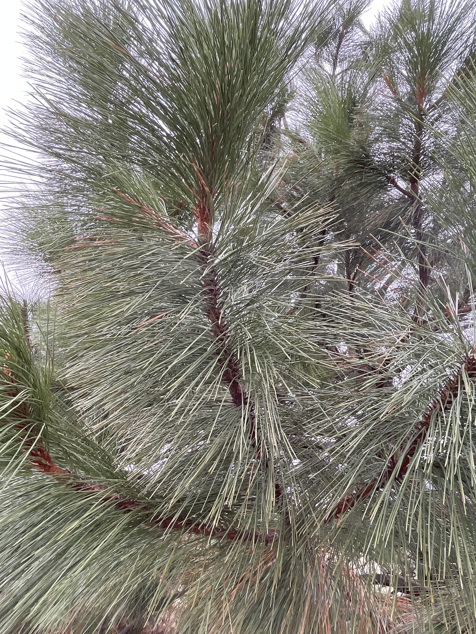 Pinus L.