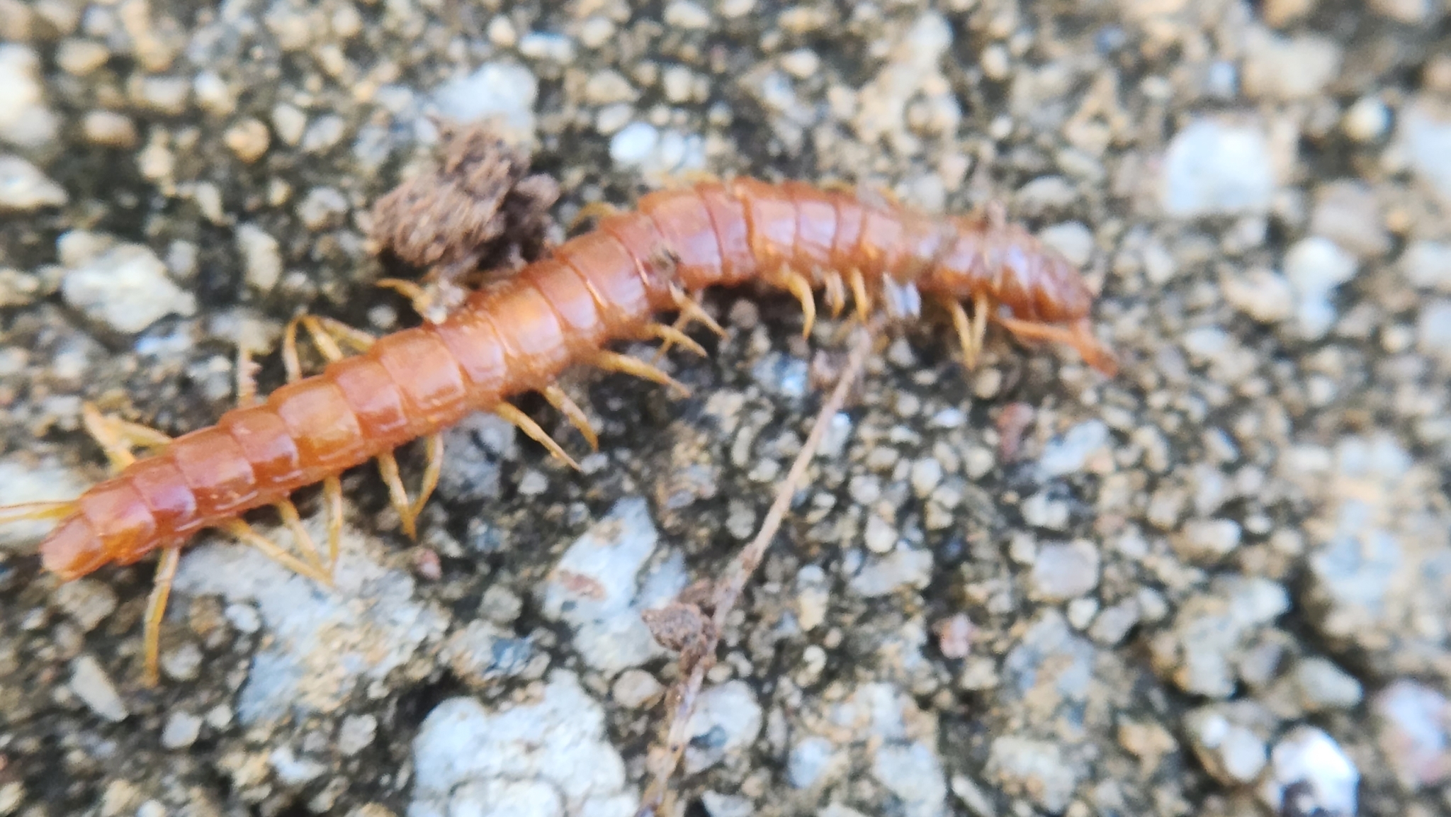 Scolopocryptopidae
