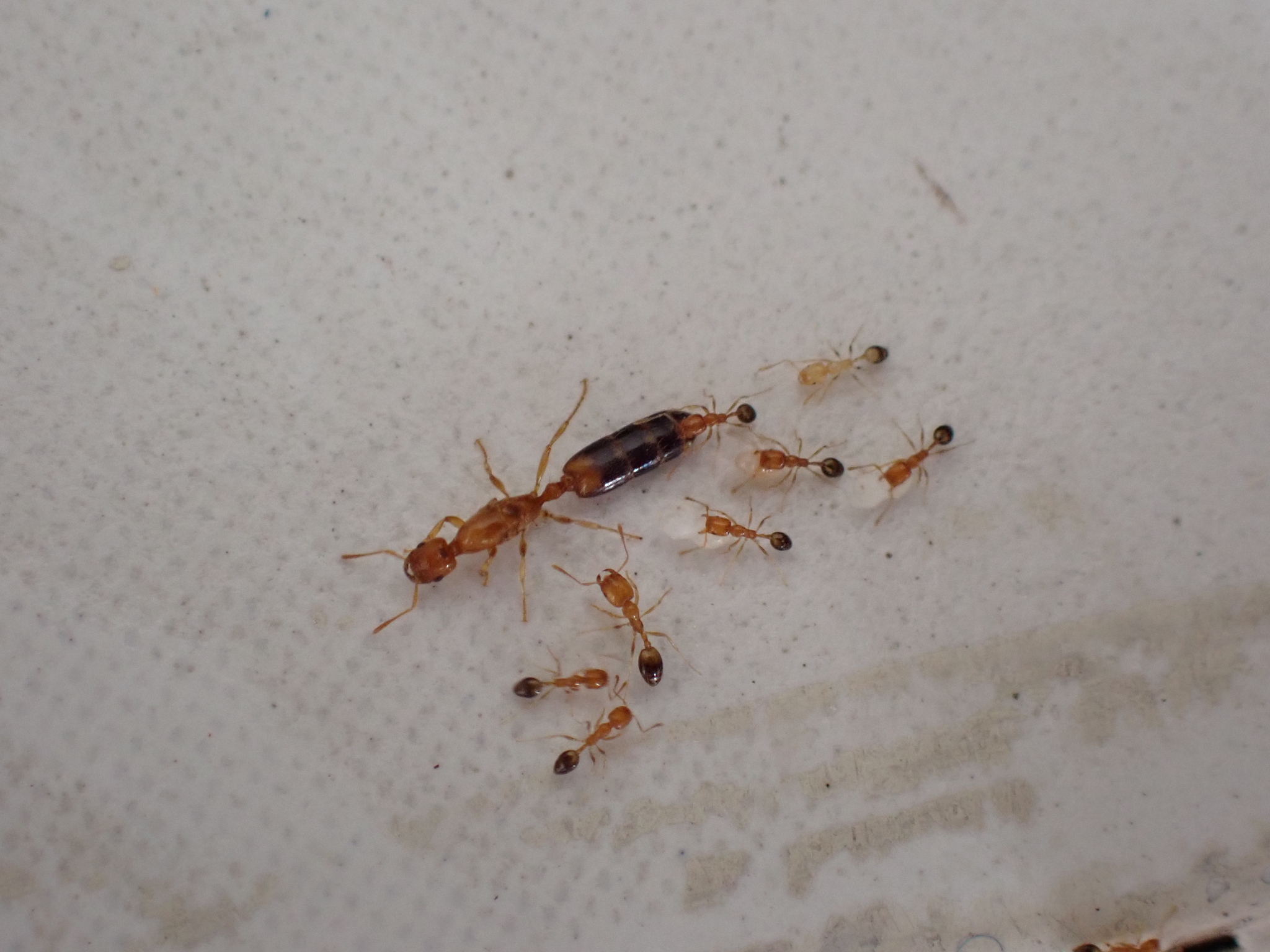 Formicidae