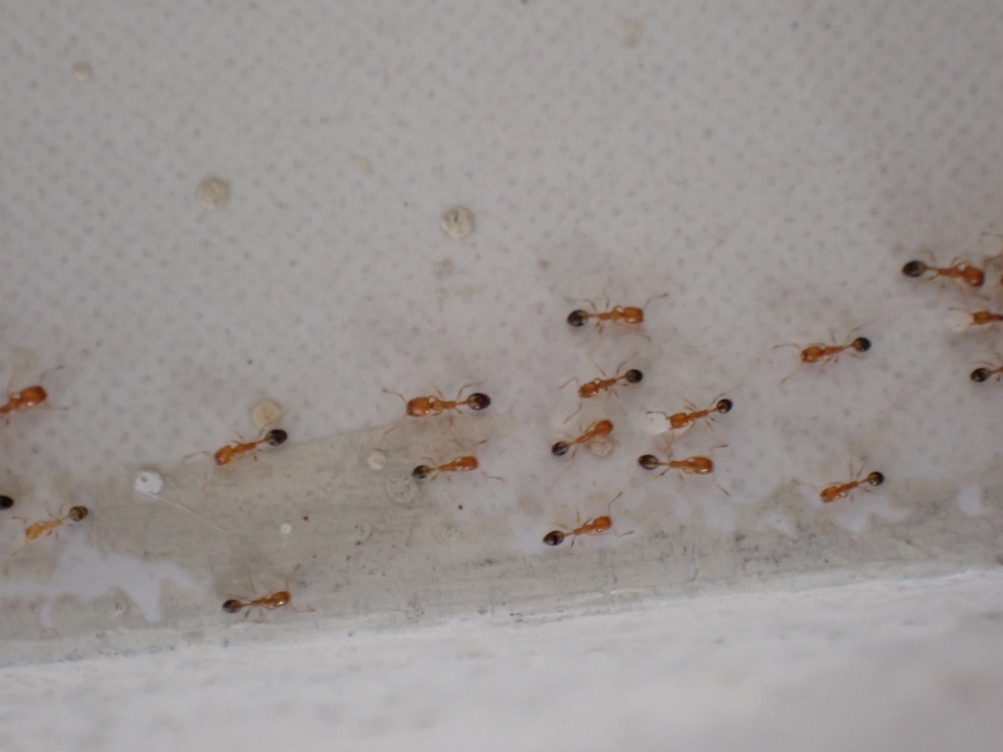 Monomorium destructor (Jerdon, 1851)