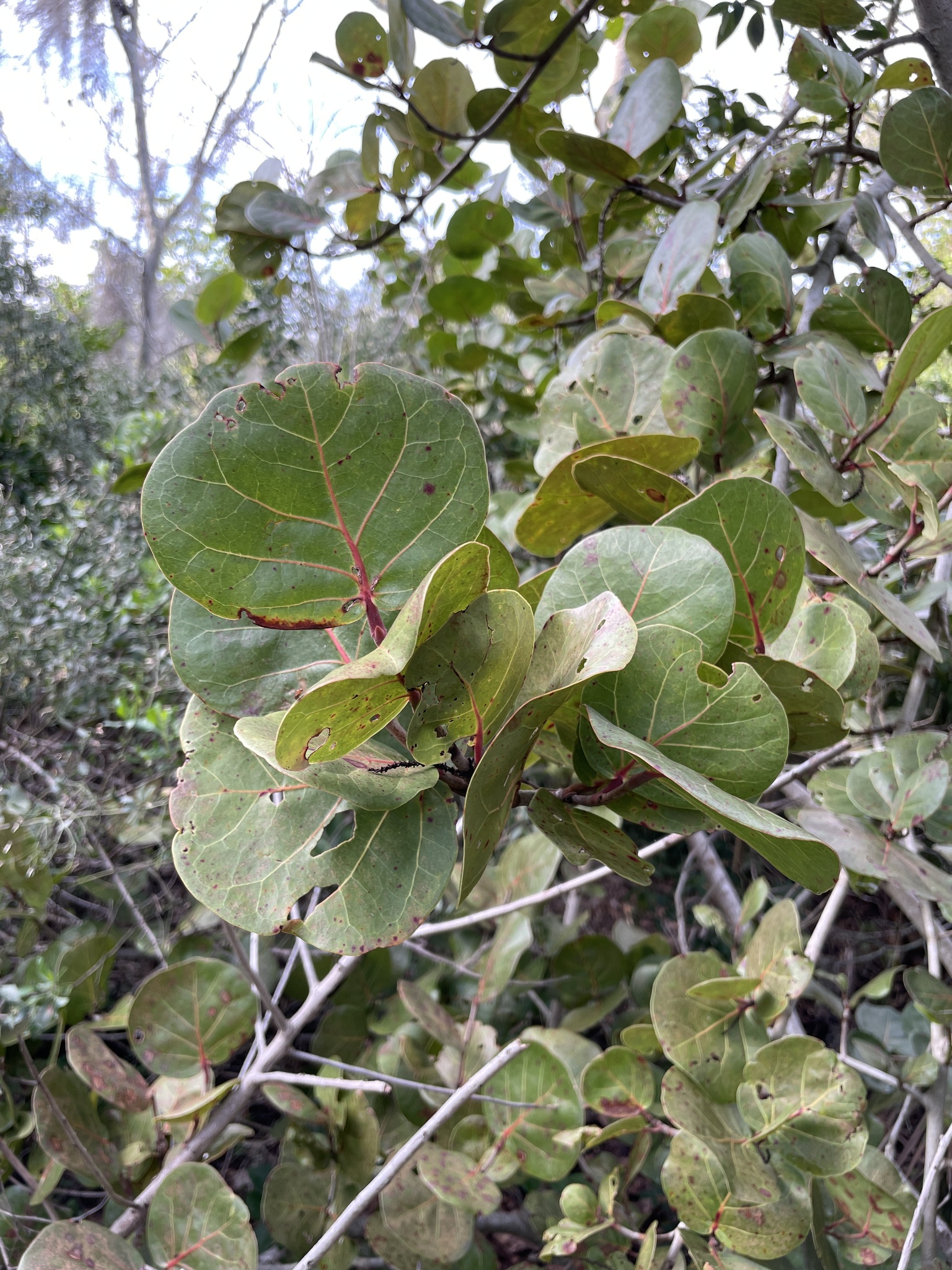 Coccoloba uvifera (L.) L.