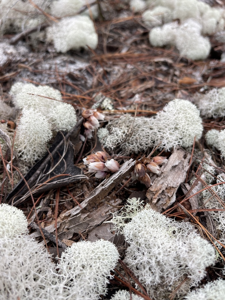 Florida Pygmy Pipes in January 2023 by Brandon Corder · iNaturalist