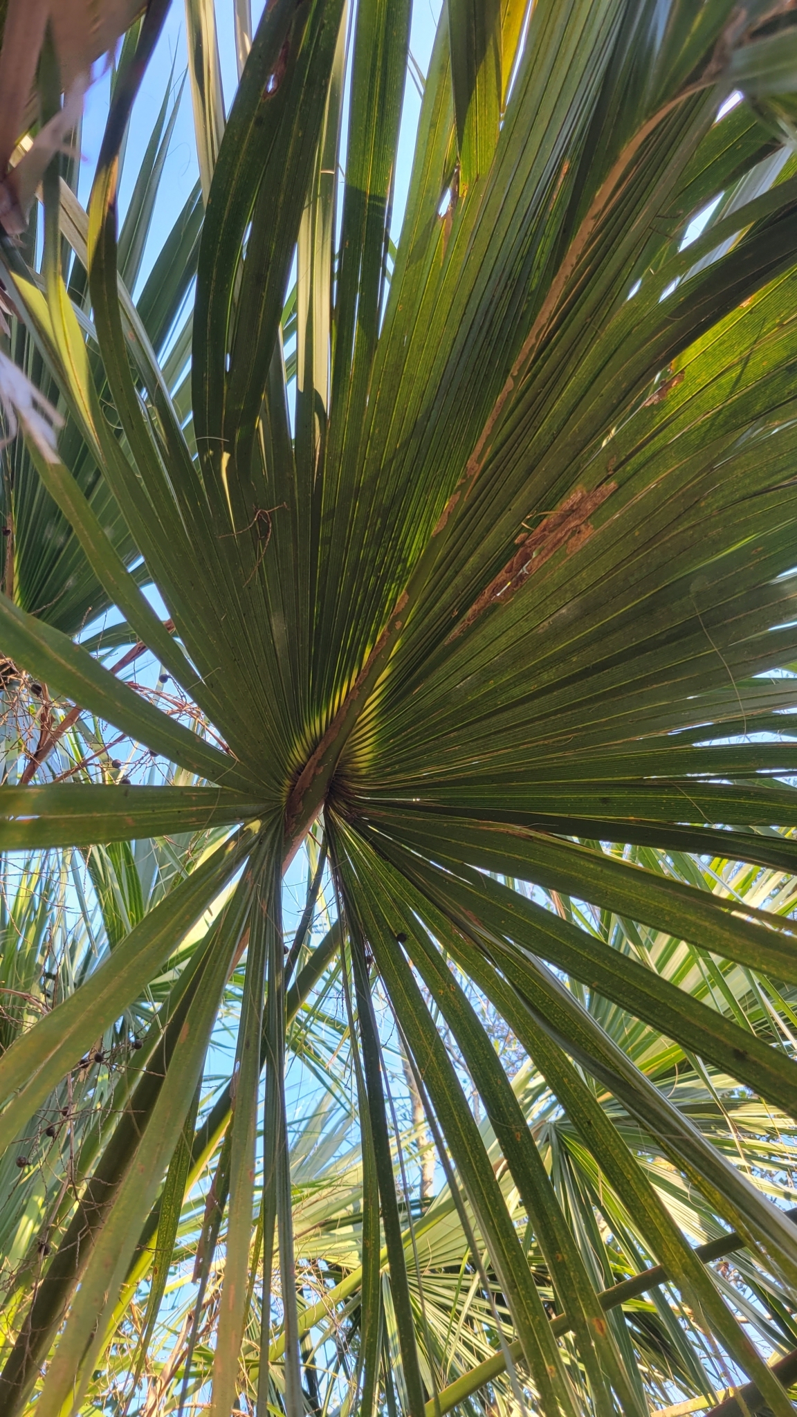 Arecaceae