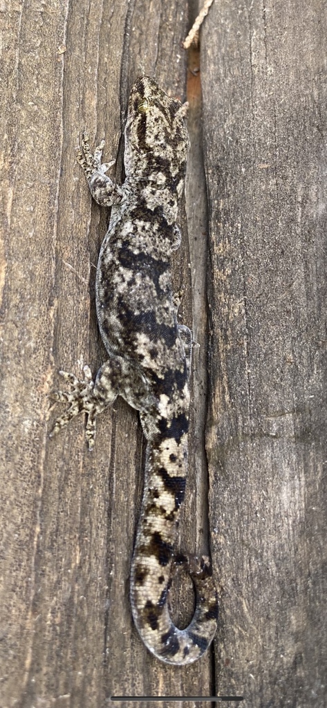 Waitaha Gecko in December 2022 by jakebennyt · iNaturalist