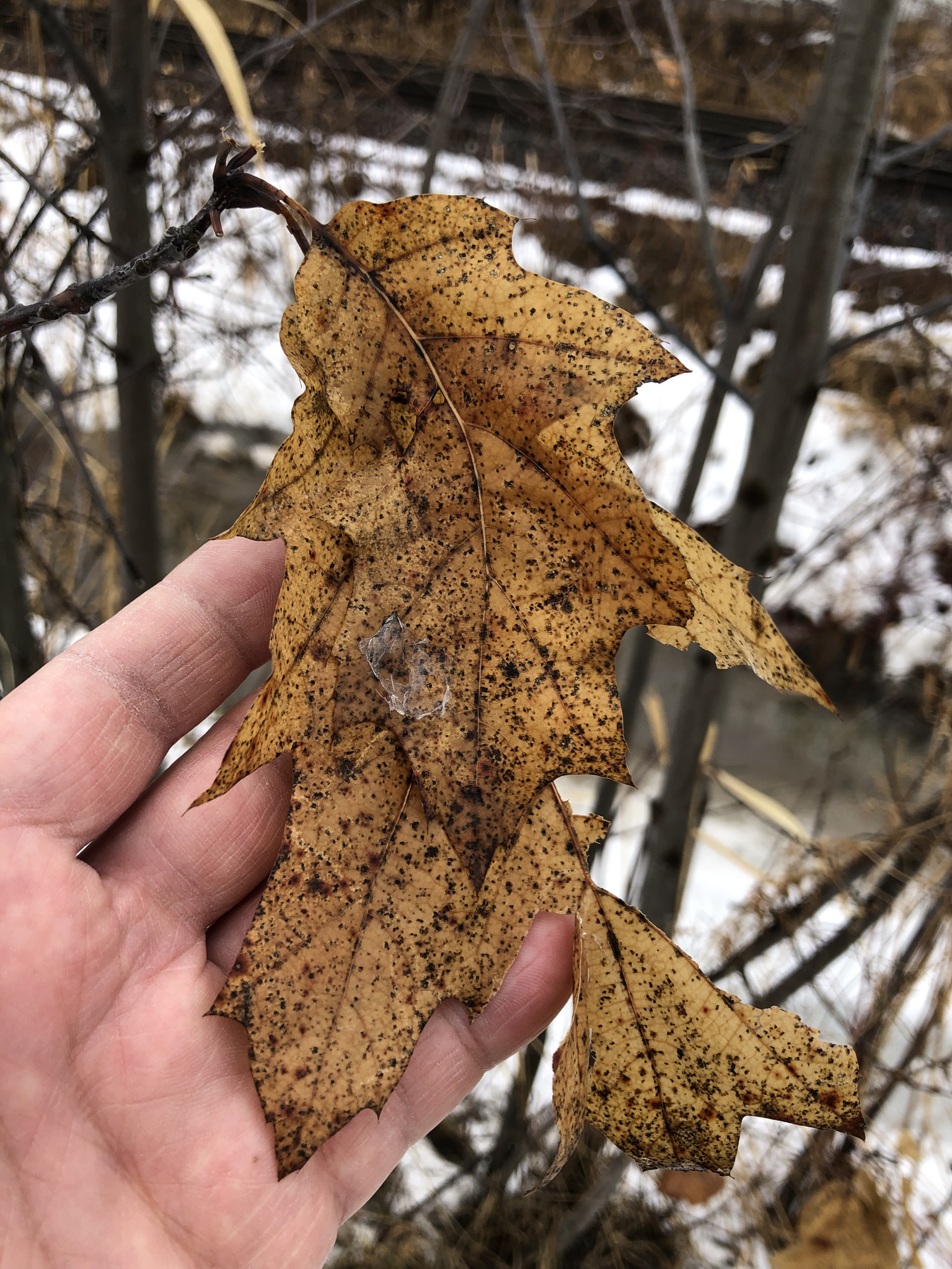 Quercus L.