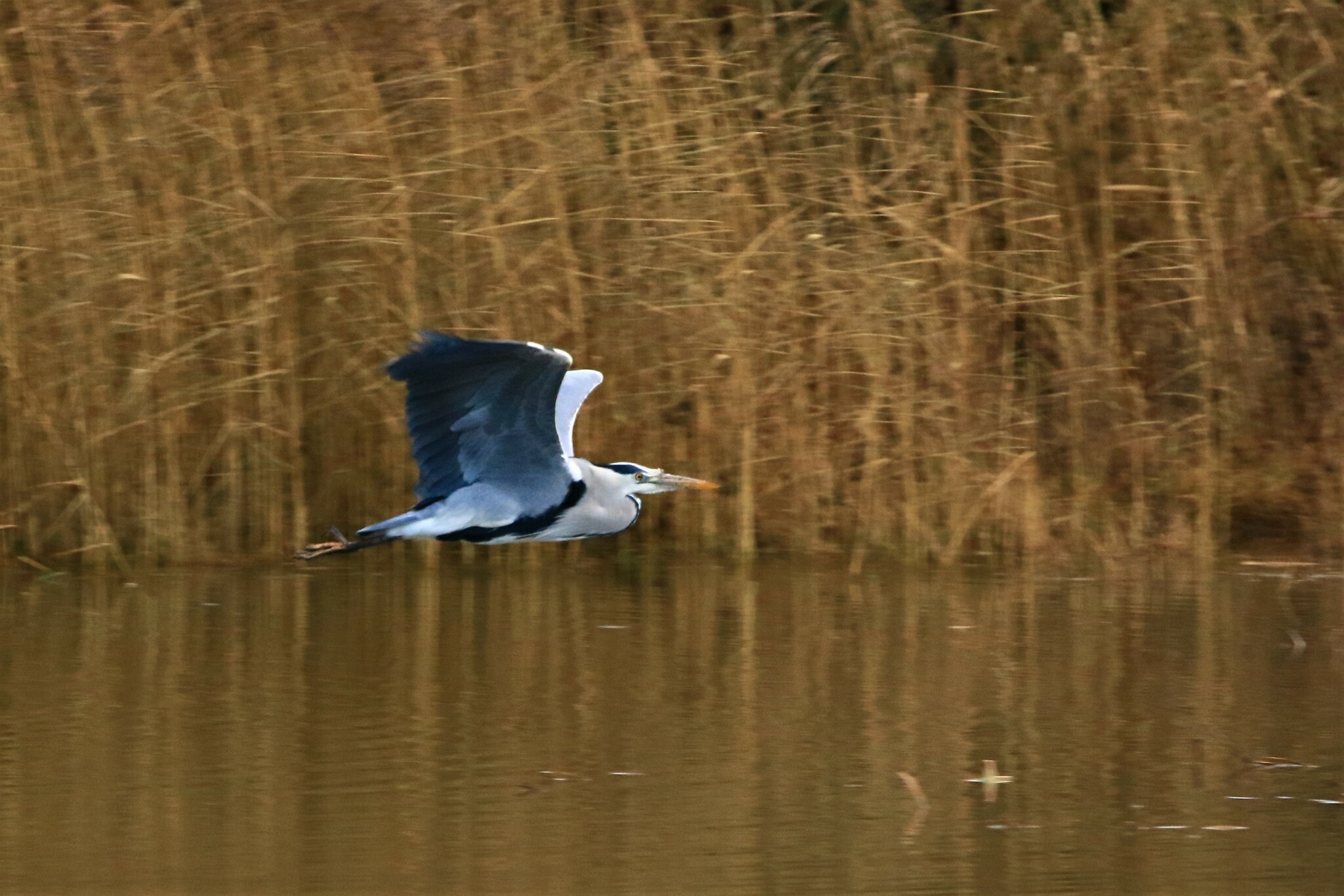 Ardea cinerea Linnaeus, 1758