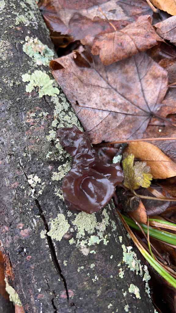 Exidia recisa from Eckerty on January 01, 2023 at 11:28 AM by ...