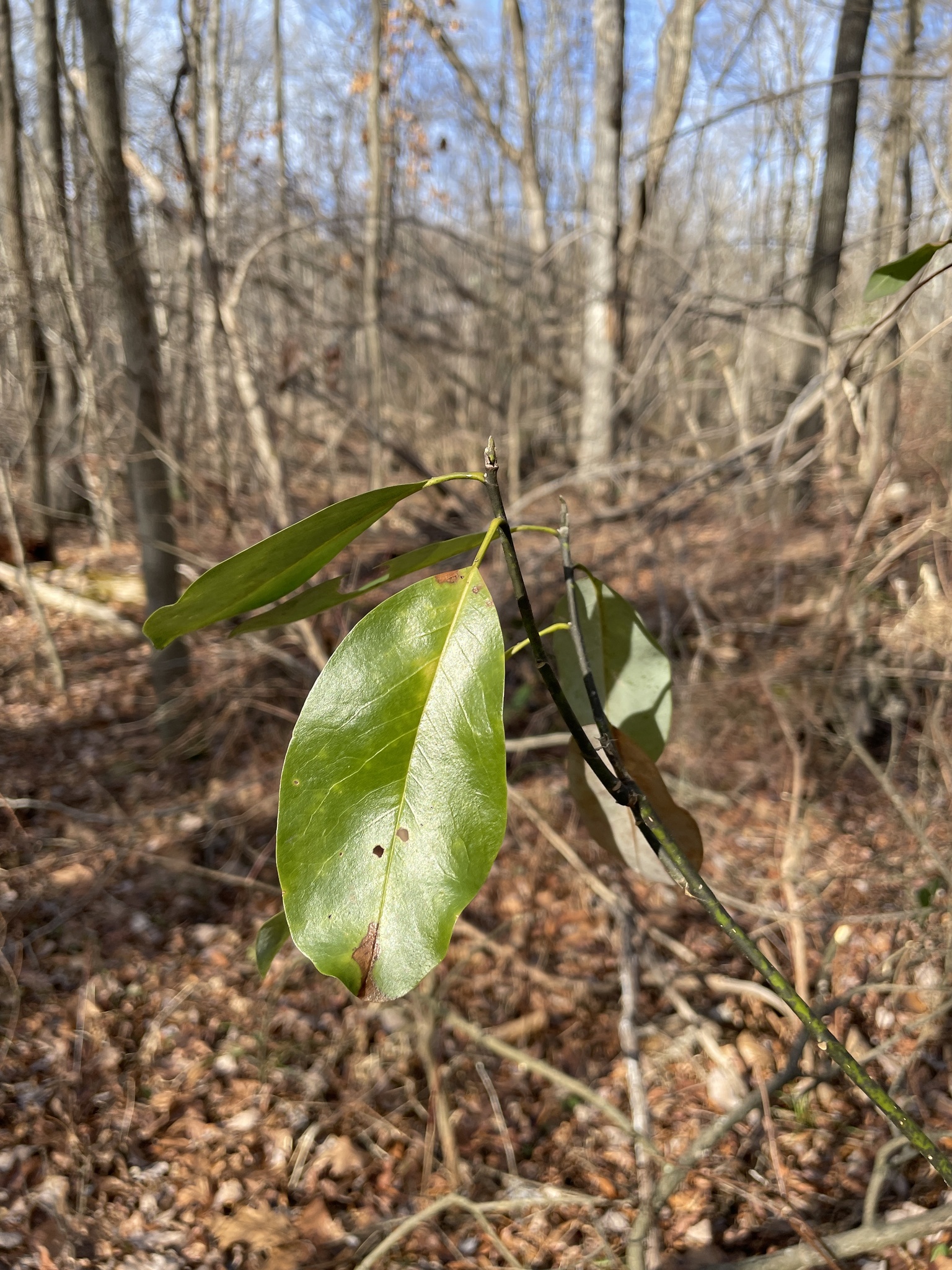 Magnolia Plum. ex L.