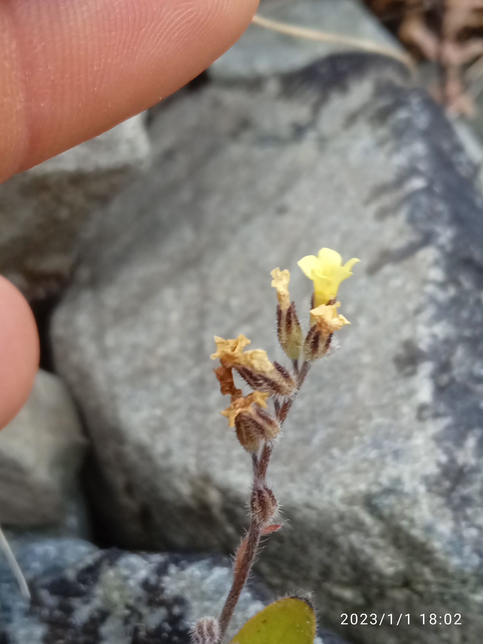 Boraginaceae