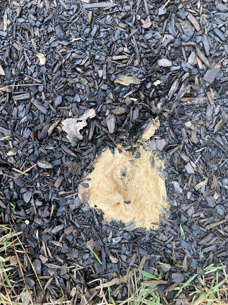 Dog Vomit Slime Mold from Delta Dr, Mandeville, LA, US on January 1 ...