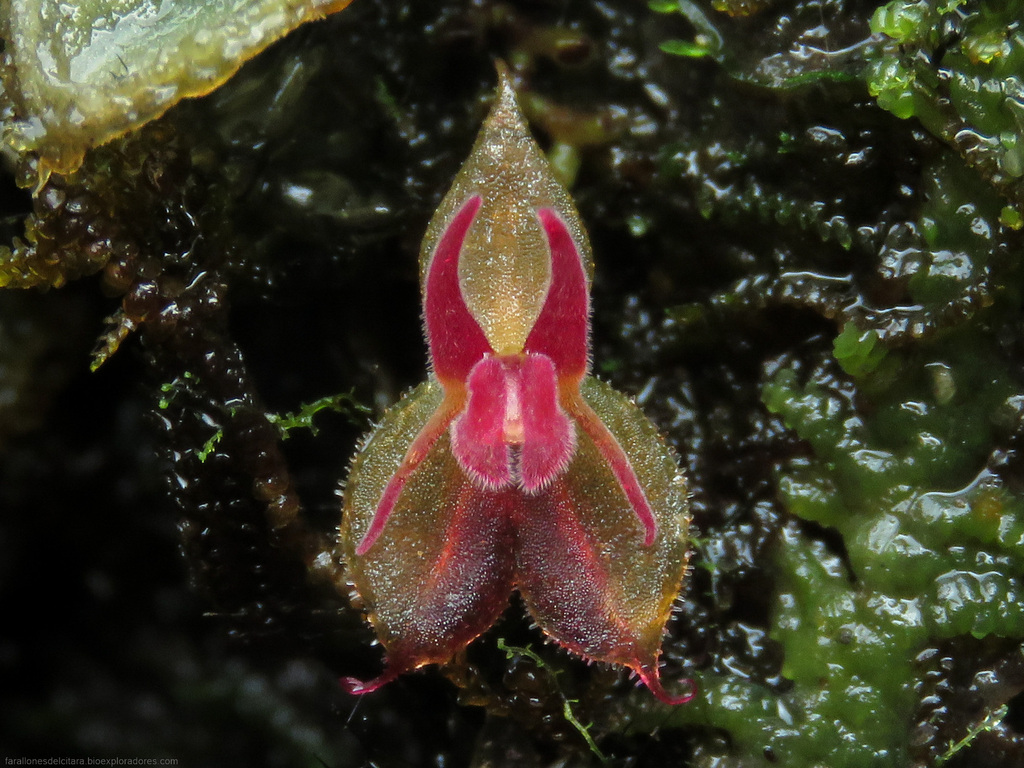 orchids (Orchidaceae) - Botanical Realm