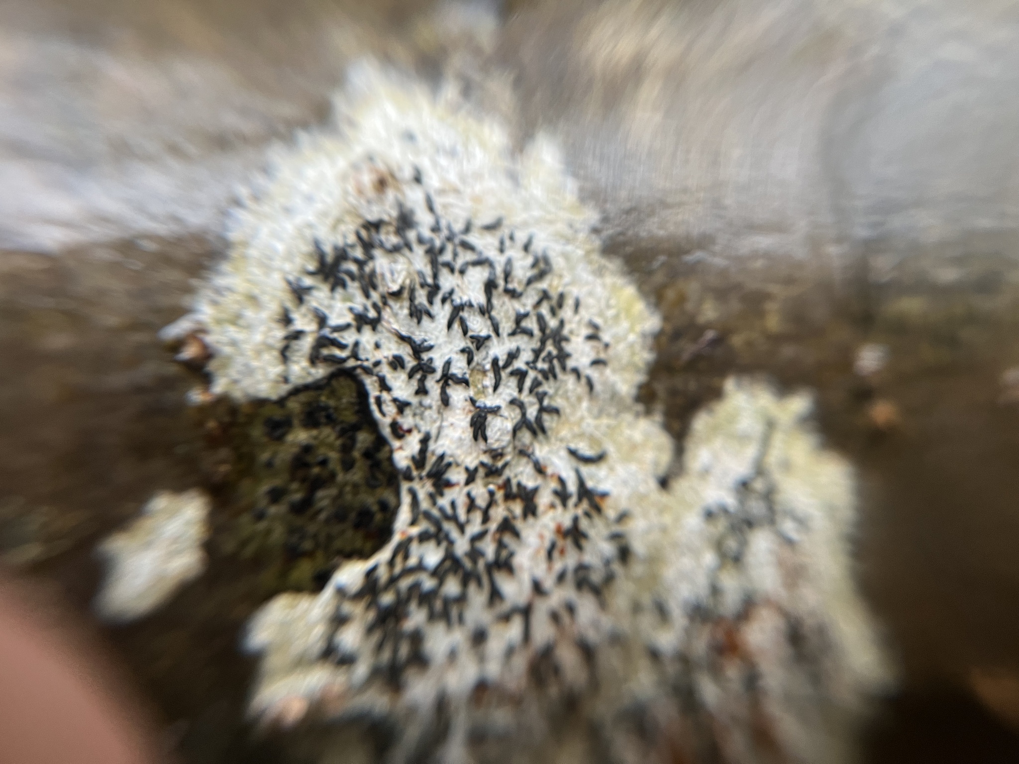 Graphis scripta (L.) Ach.