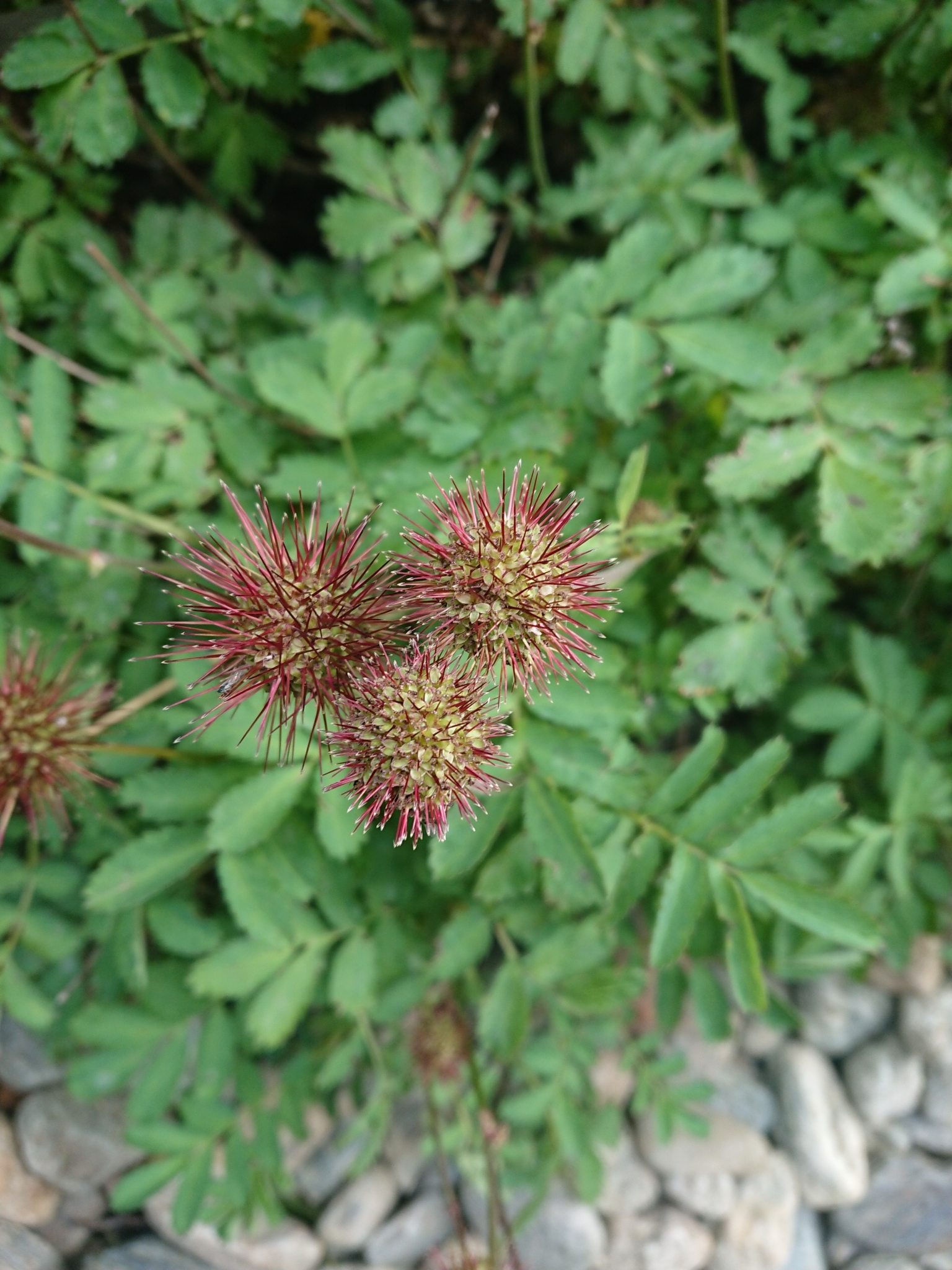 Acaena ovalifolia Ruiz & Pav.