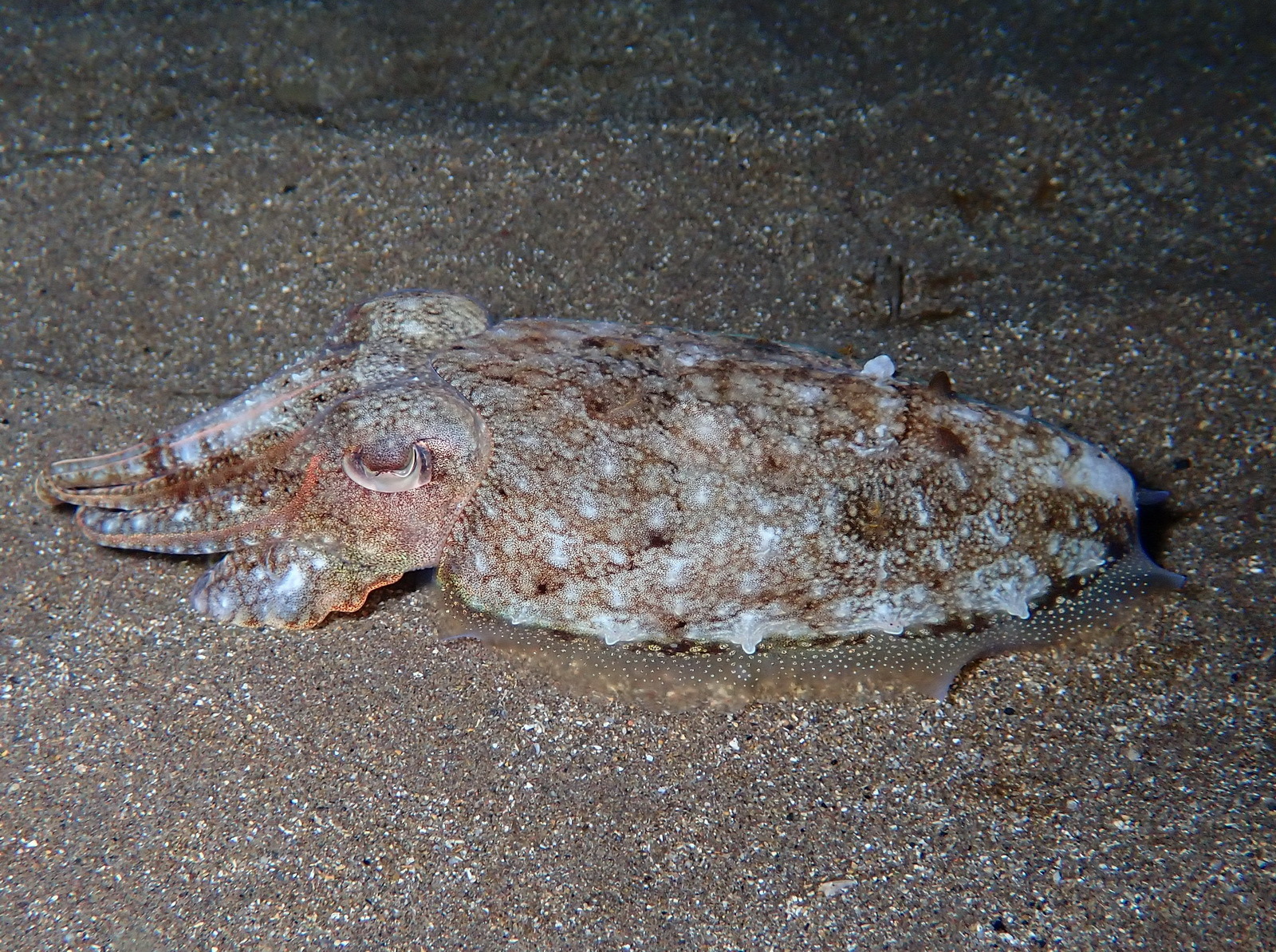 Cephalopoda
