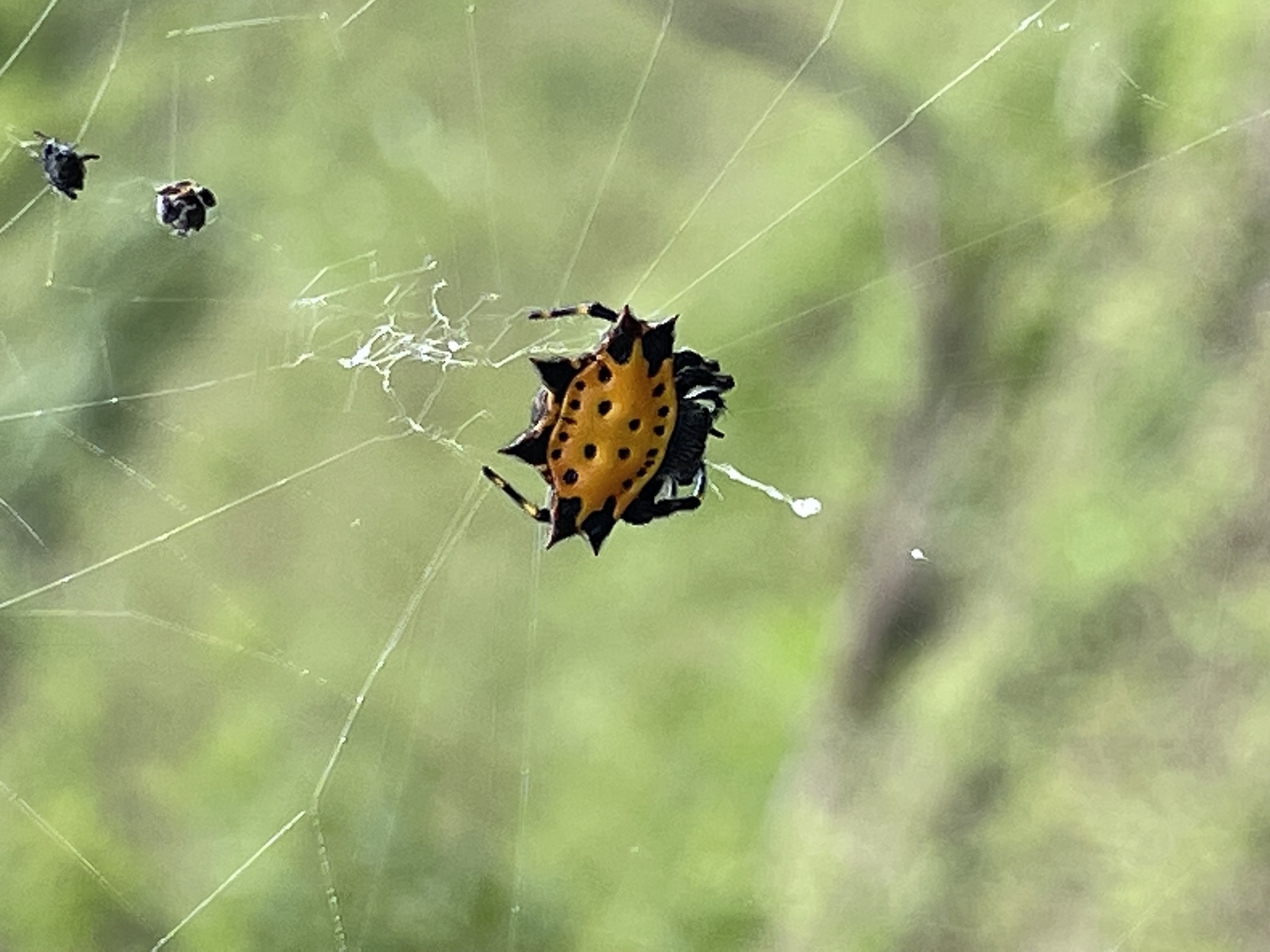 Gasteracantha cancriformis (Linnaeus, 1758)