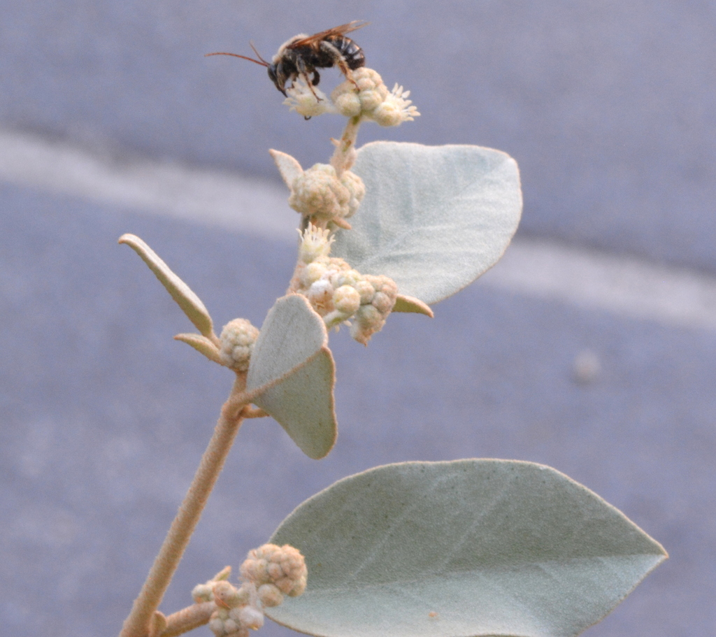 Common Longhorn Bee from Harrison County, MS, USA on September 15, 2018 ...