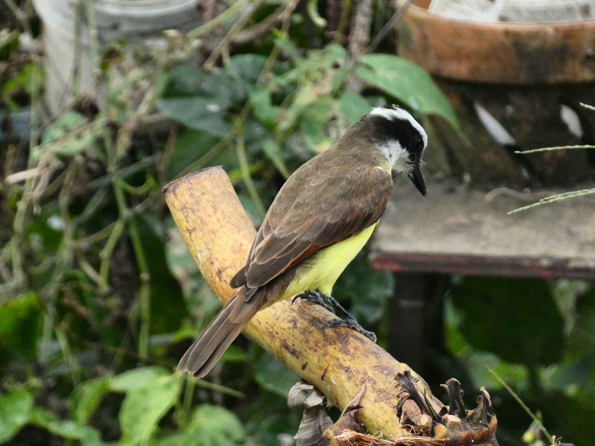 Pitangus sulphuratus (Linnaeus, 1766)