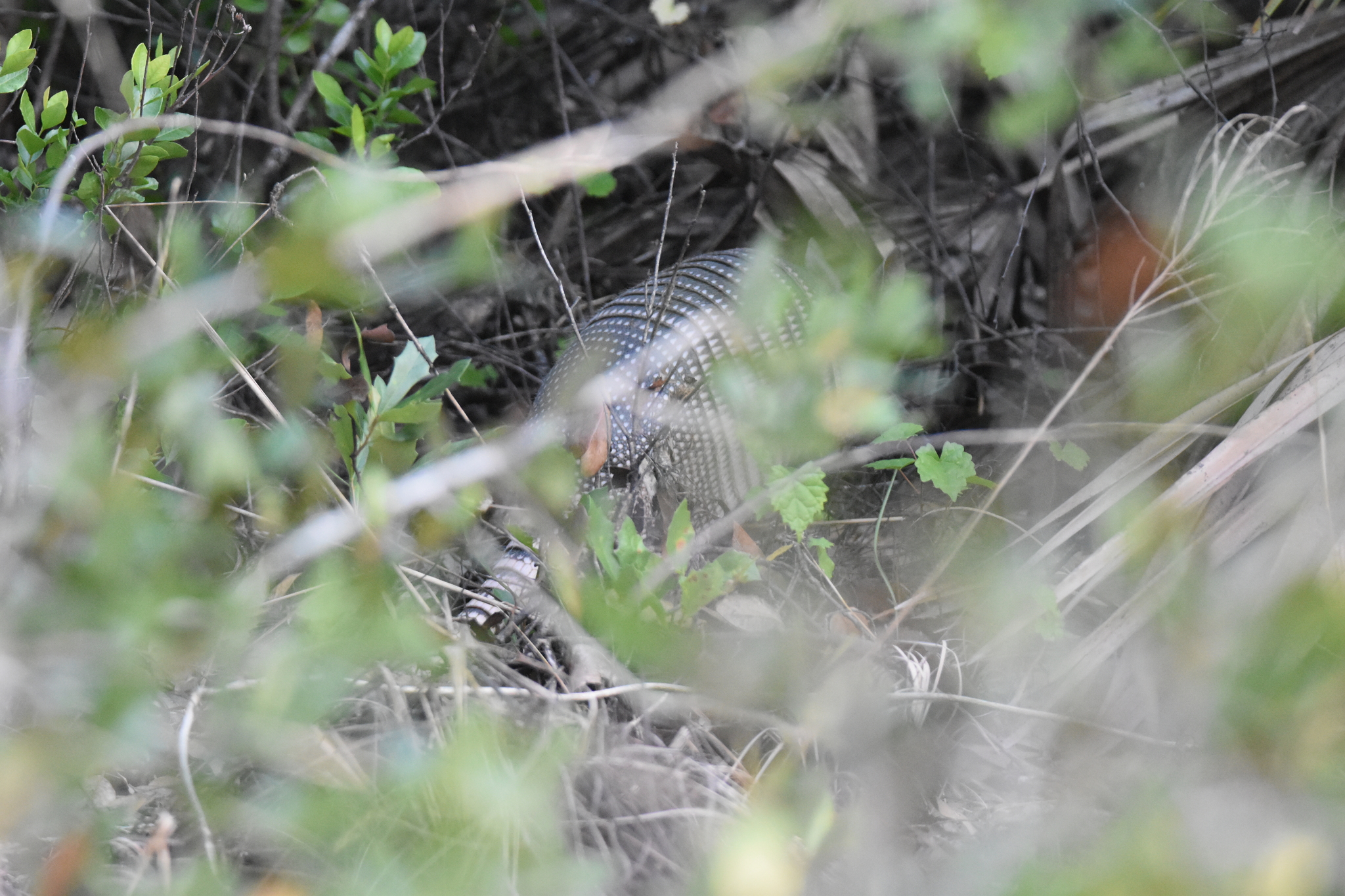 Dasypus novemcinctus Linnaeus, 1758