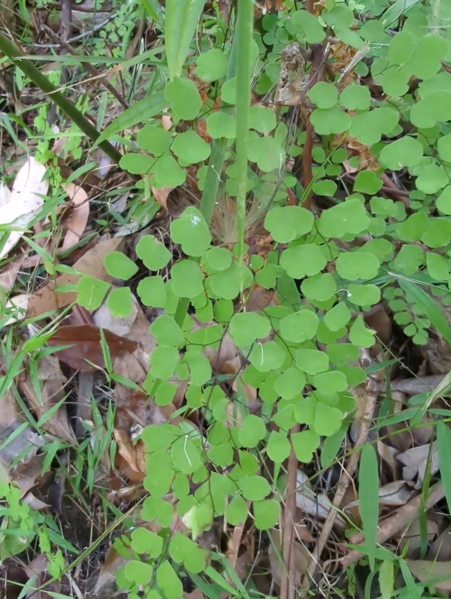 Adiantum L.