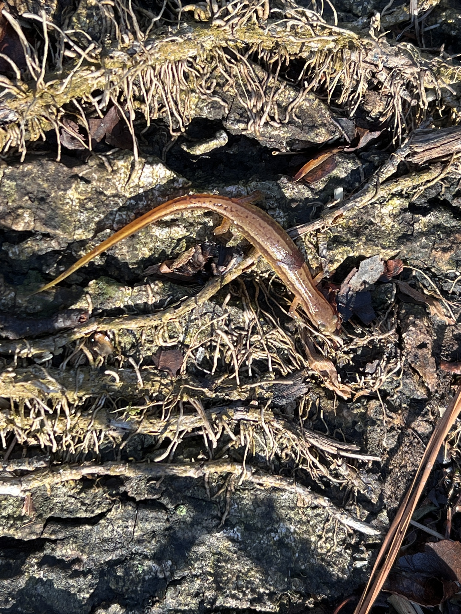 Plethodontidae
