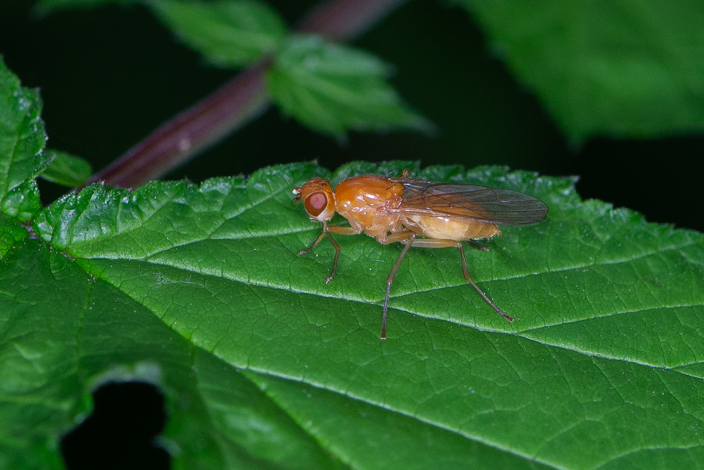 Psila fimetaria from Arnborg, 7400 Herning, Danmark on June 23, 2021 at ...