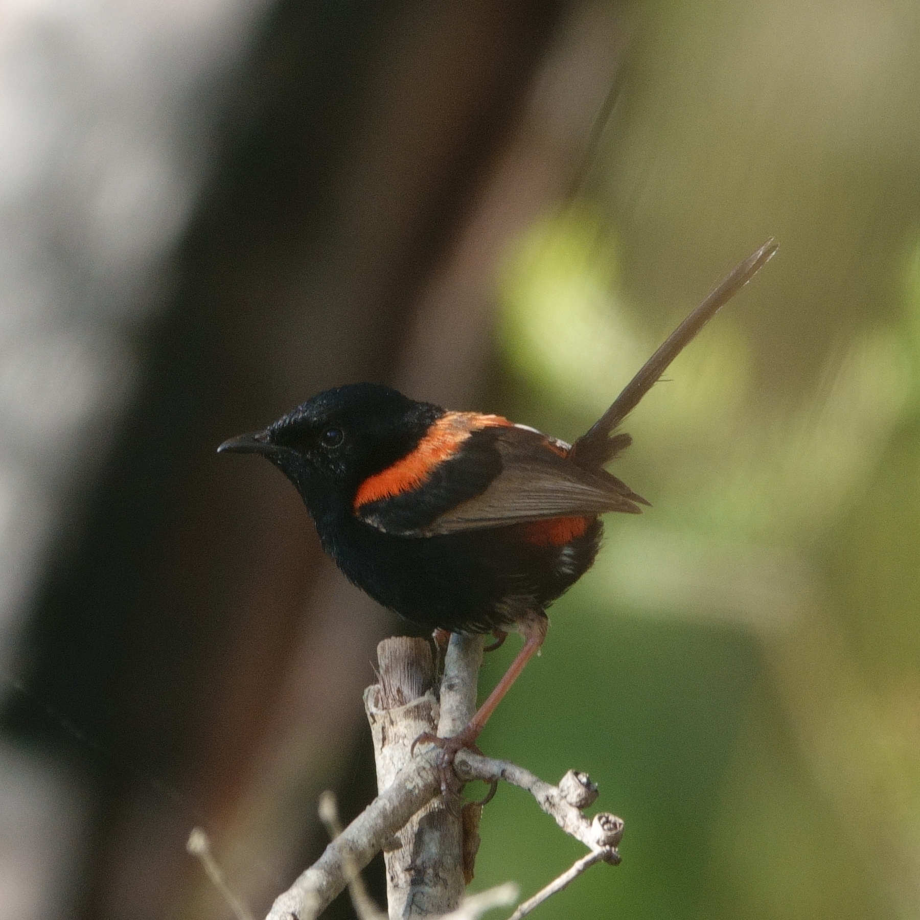 Malurus melanocephalus (Latham, 1802)