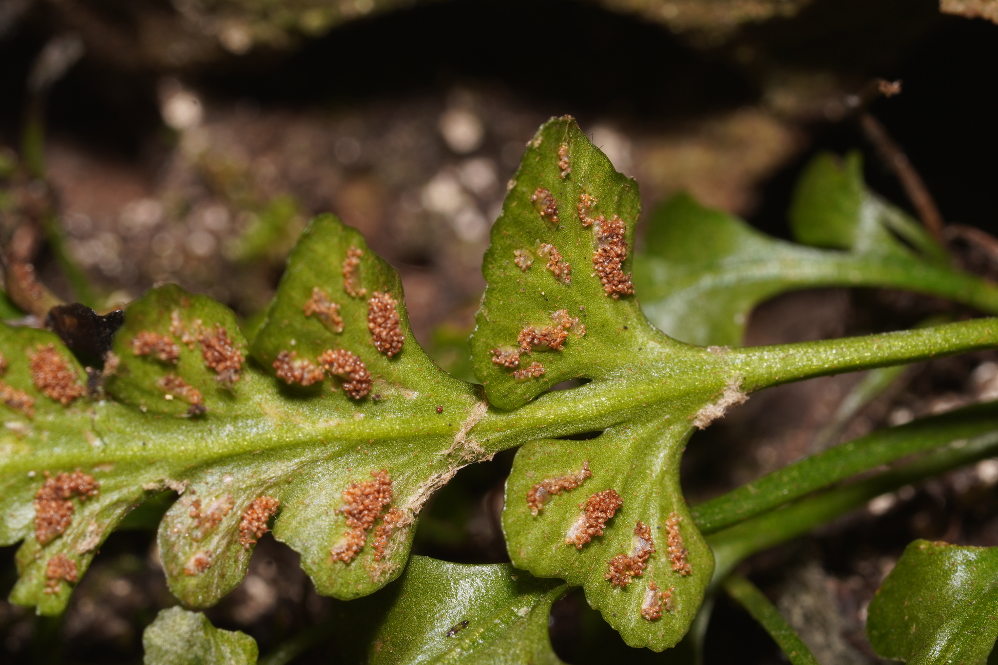 Asplenium pinnatifidum Nutt.