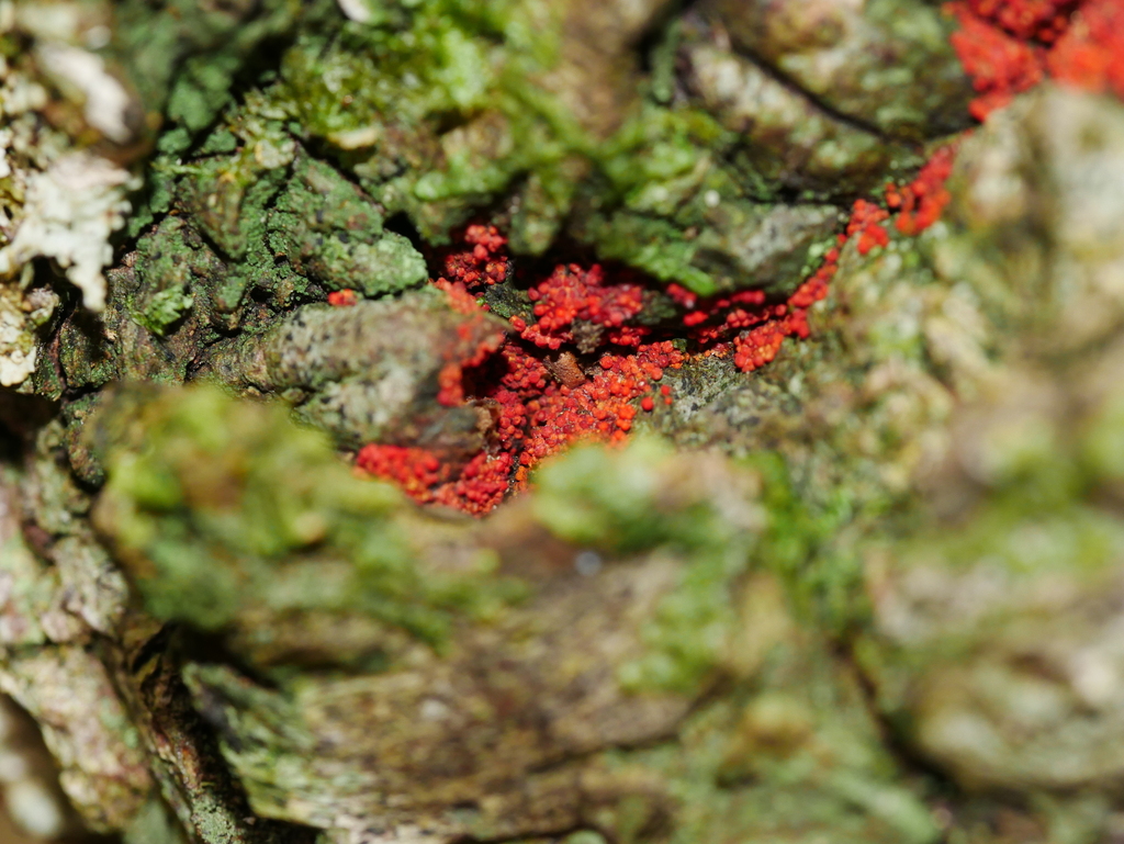 Red Raspberry Slime Mold from South Wairarapa District, Wellington, New ...