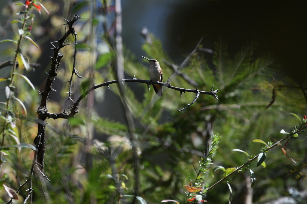 Rufous Hummingbird in January 2023 by Manuel Jiménez Gastélum · iNaturalist