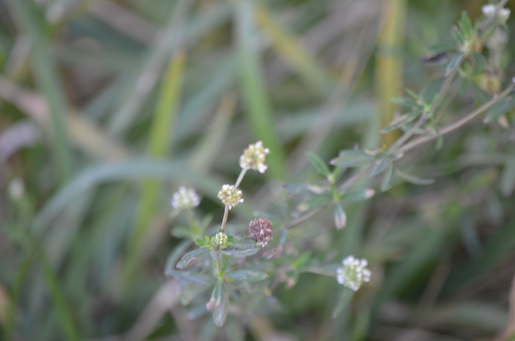 shrubby false buttonweed from Palm Beach County, FL, USA on January 01 ...