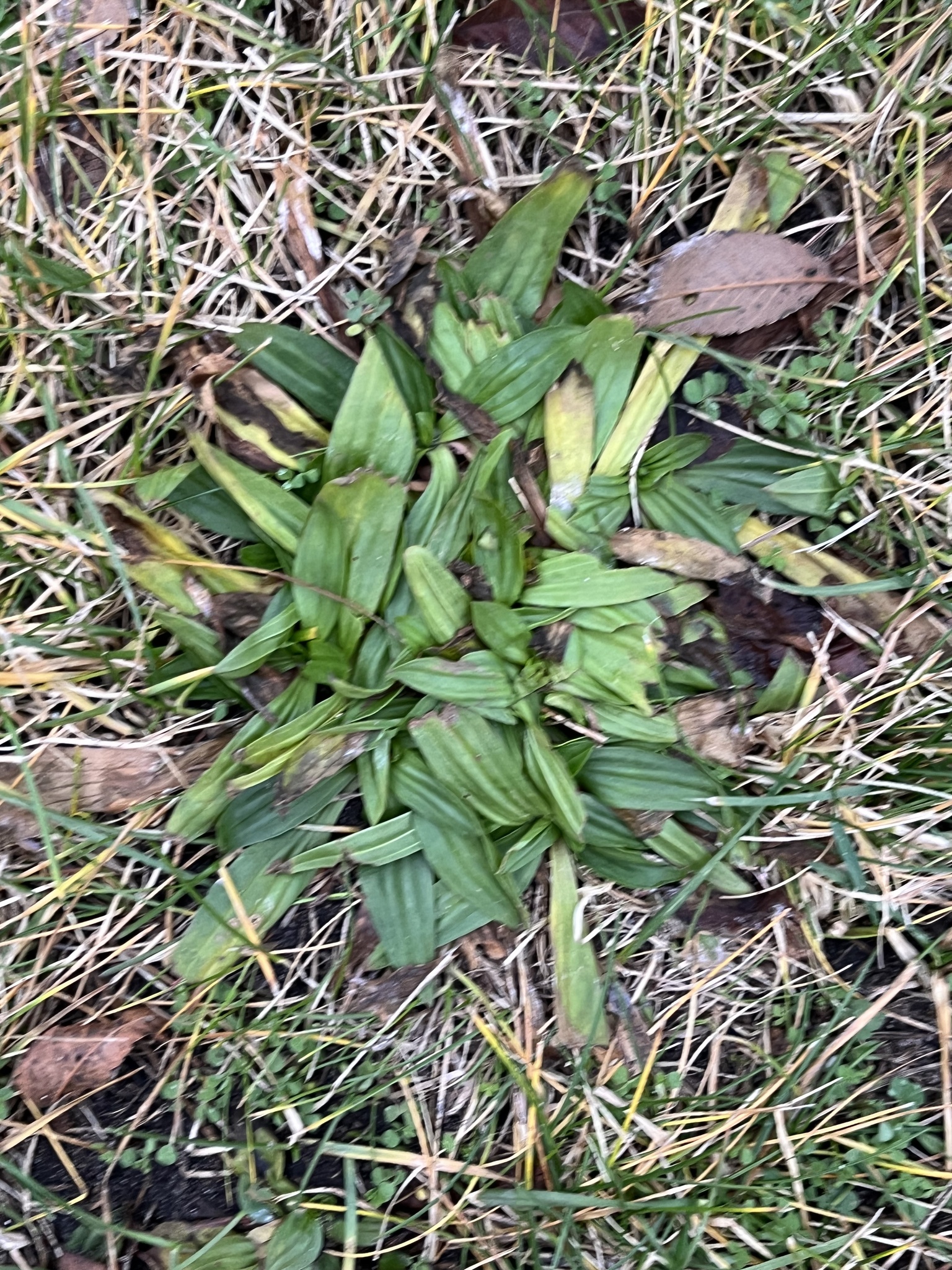 Plantago lanceolata L.