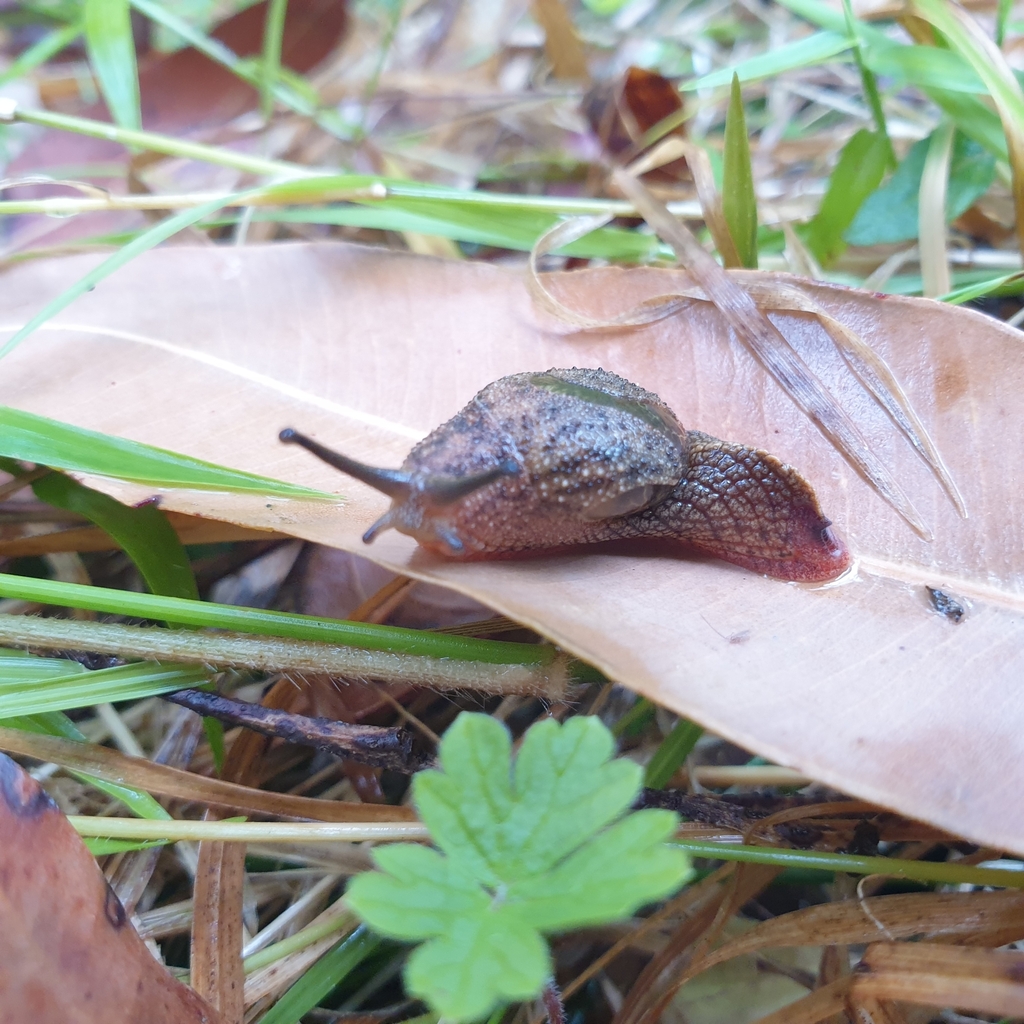 Crimson Foot Semi-slug from Telegraph Point NSW 2441, Australia on ...