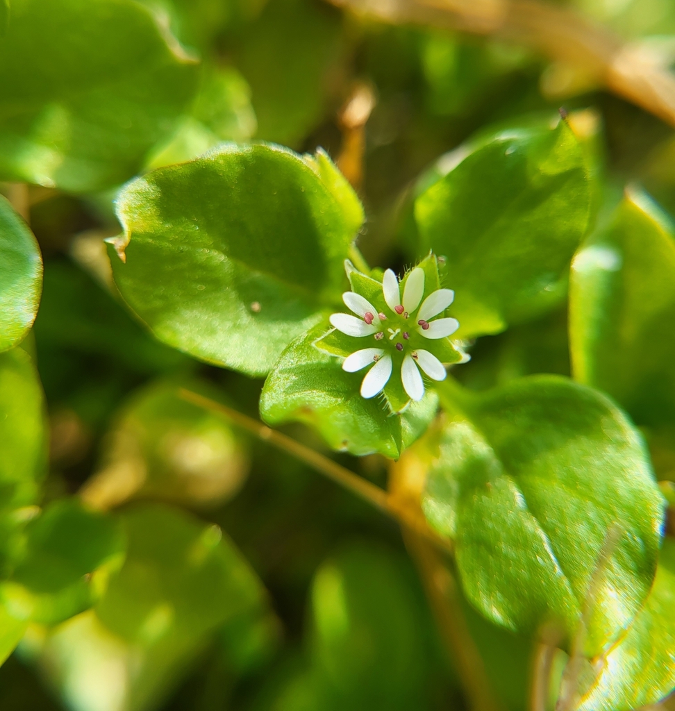 common chickweed from Austin, TX 78719, USA on January 01, 2023 at 10: ...
