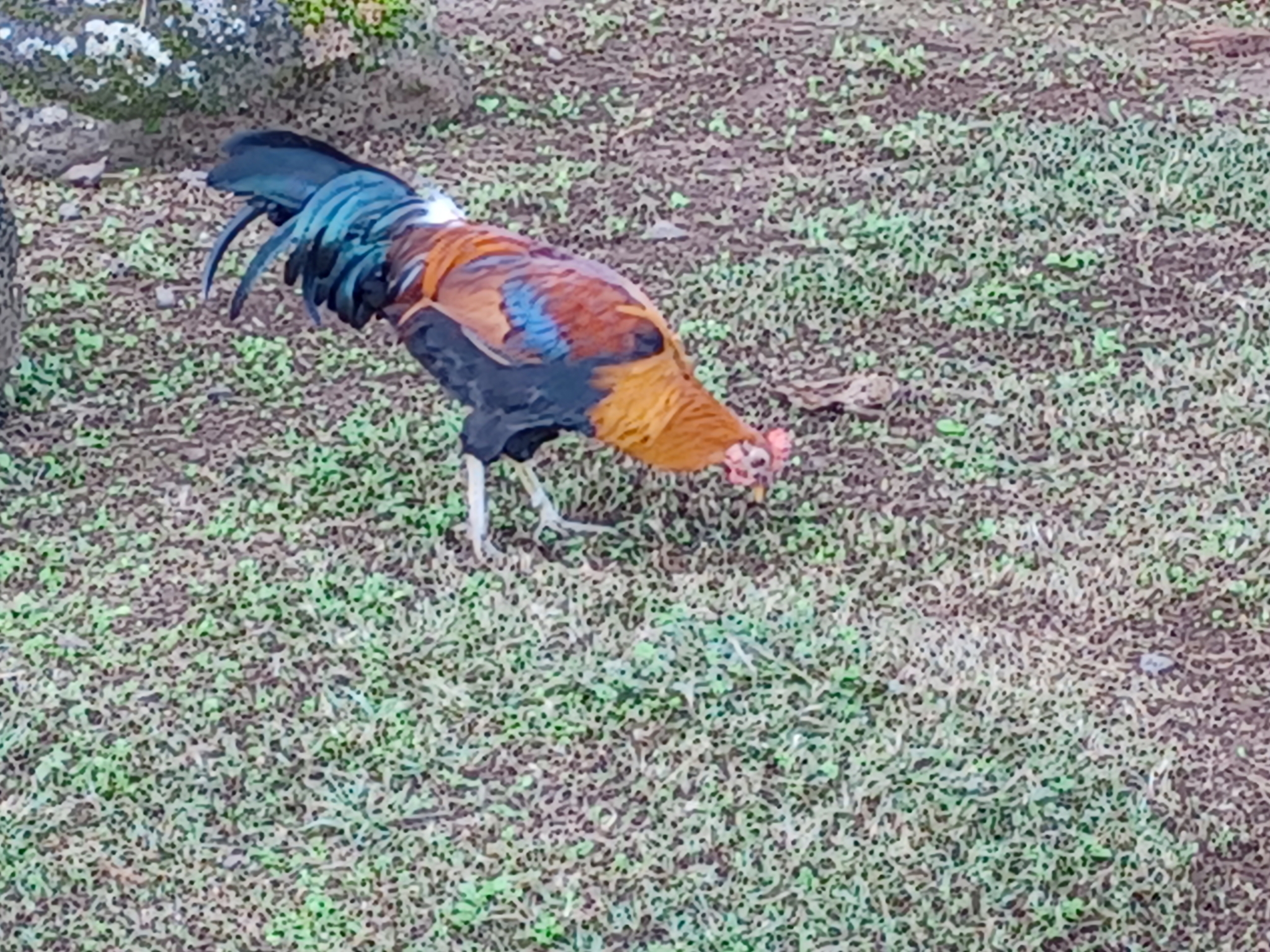 Gallus gallus (Linnaeus, 1758)