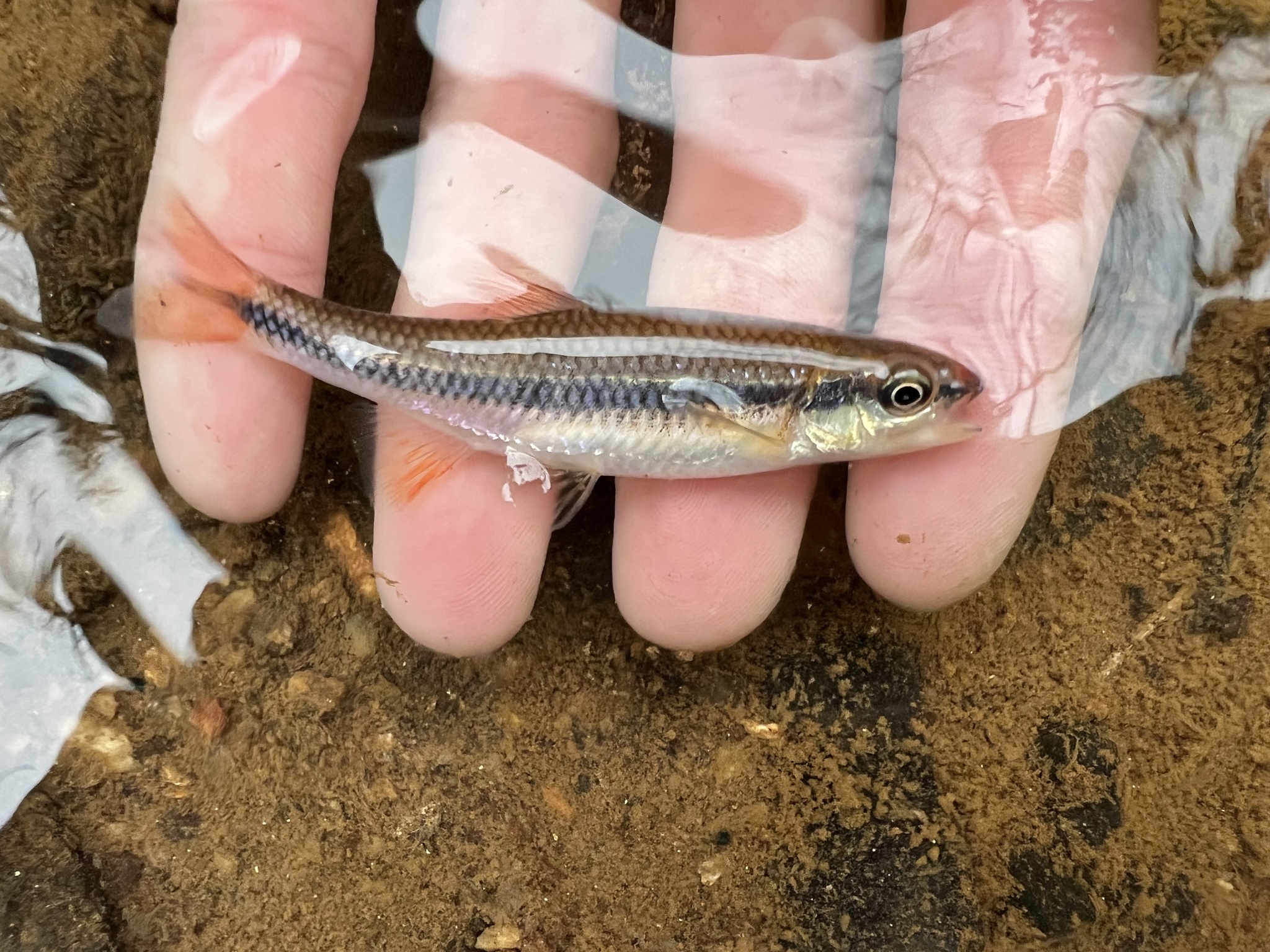 Notropis lutipinnis (Jordan & Brayton, 1878)