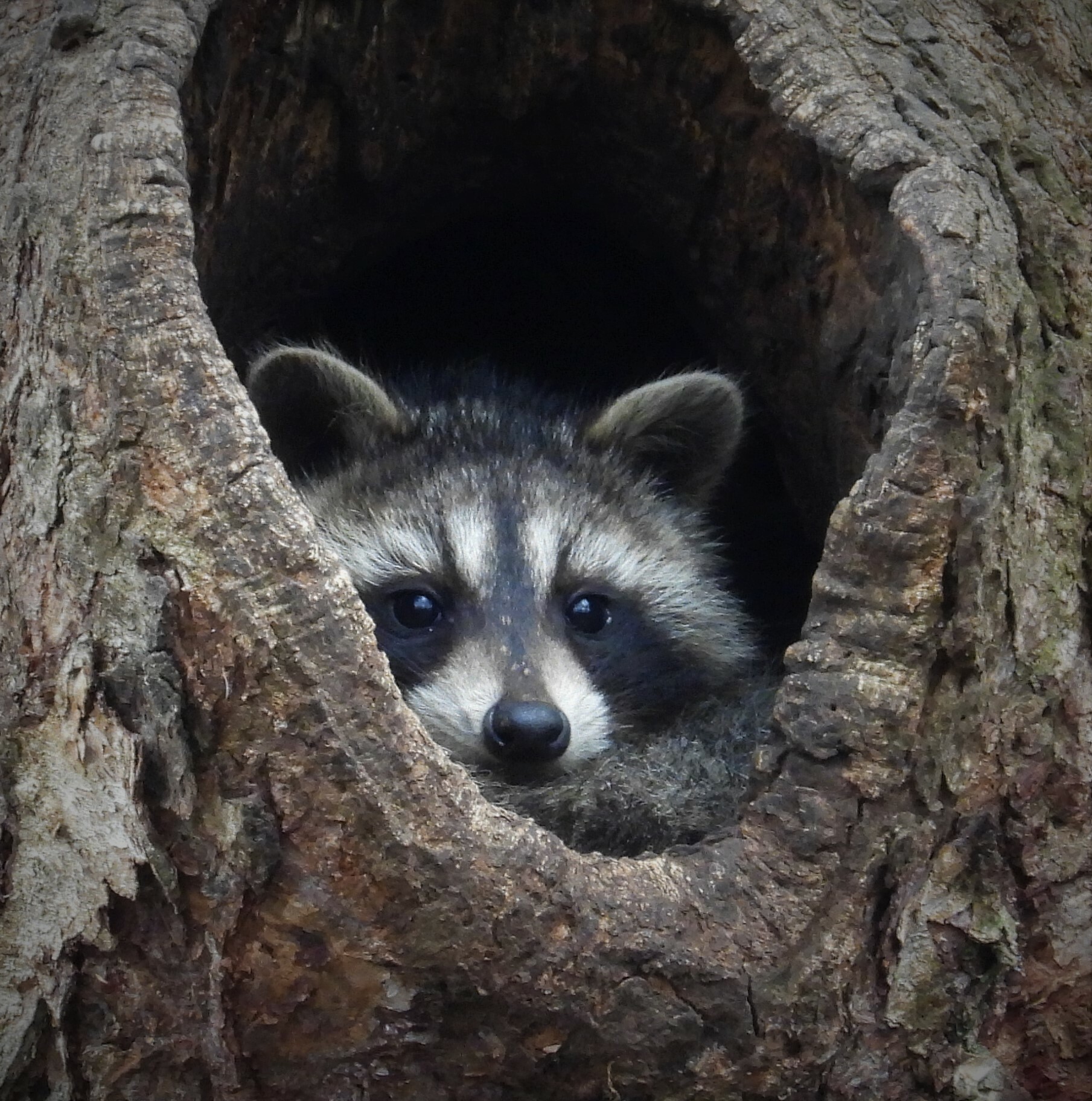 Procyon lotor (Linnaeus, 1758)