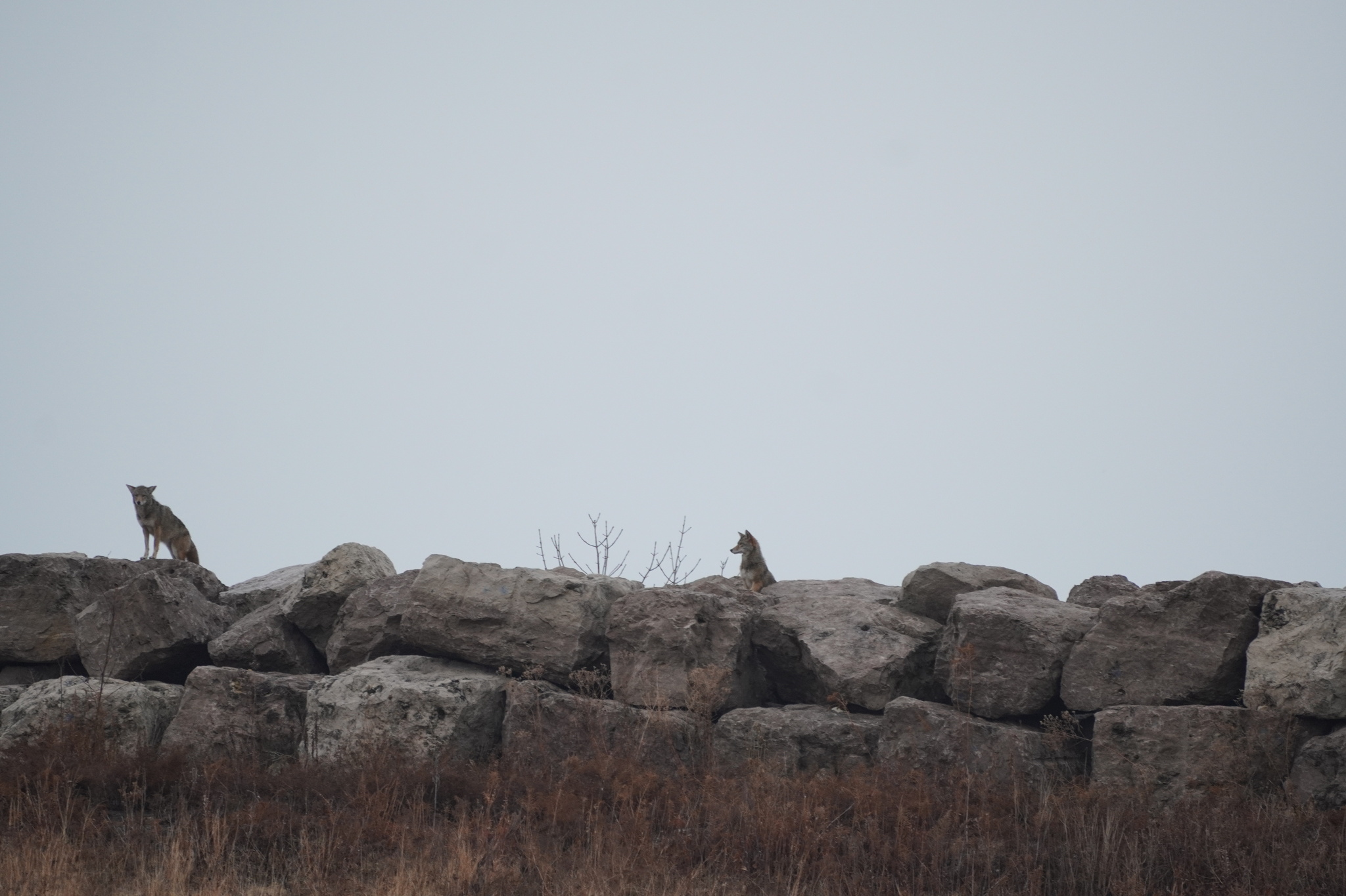 Canis Linnaeus, 1758