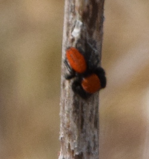 Cardinal Jumping Spider from Mockingbird Nature Park, Midlothian, TX on ...