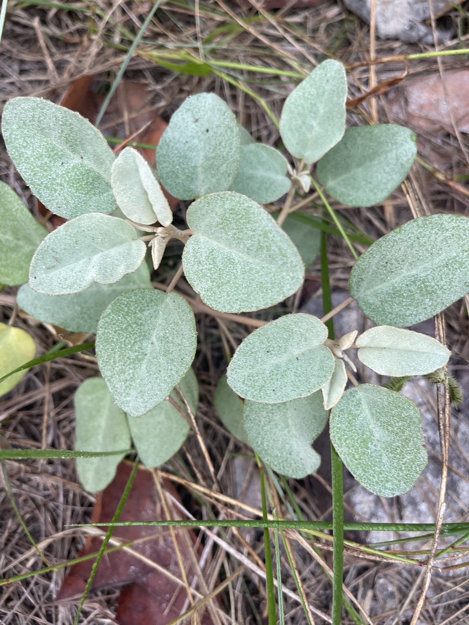 Croton punctatus Jacq.
